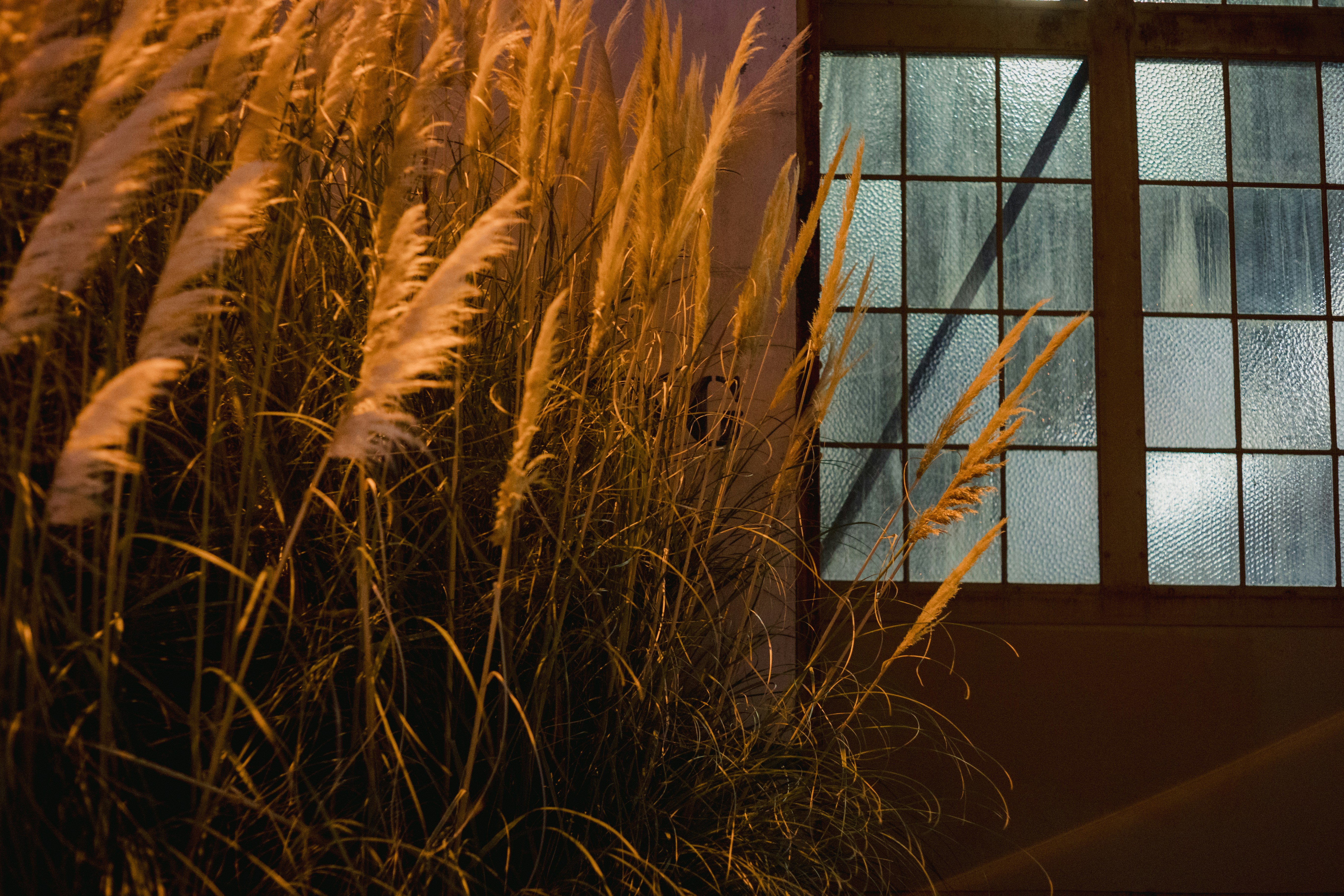 Tall grass in front of a window at night