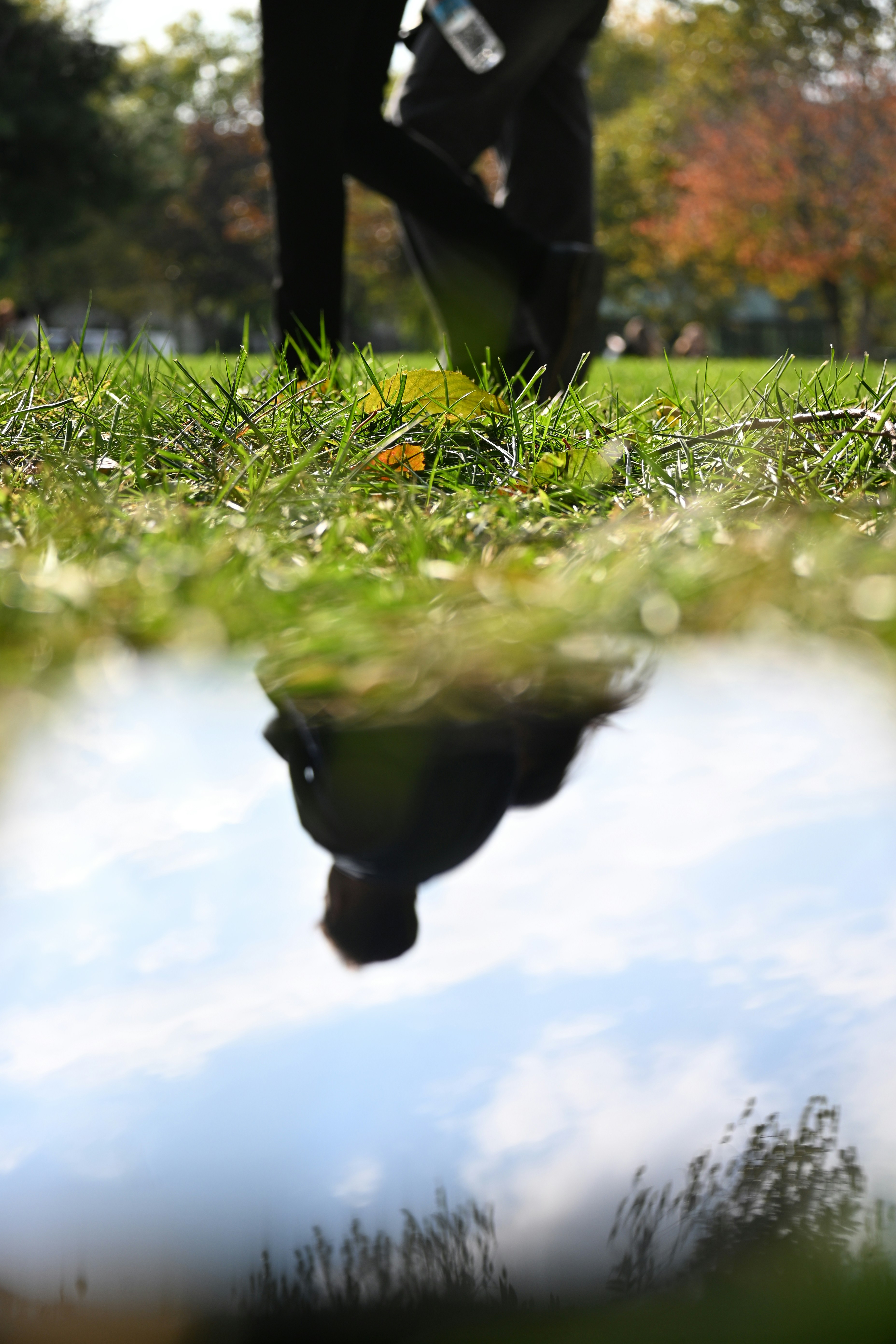 Ground-level Reflection: A Runner's Shadow Beyond the Grass