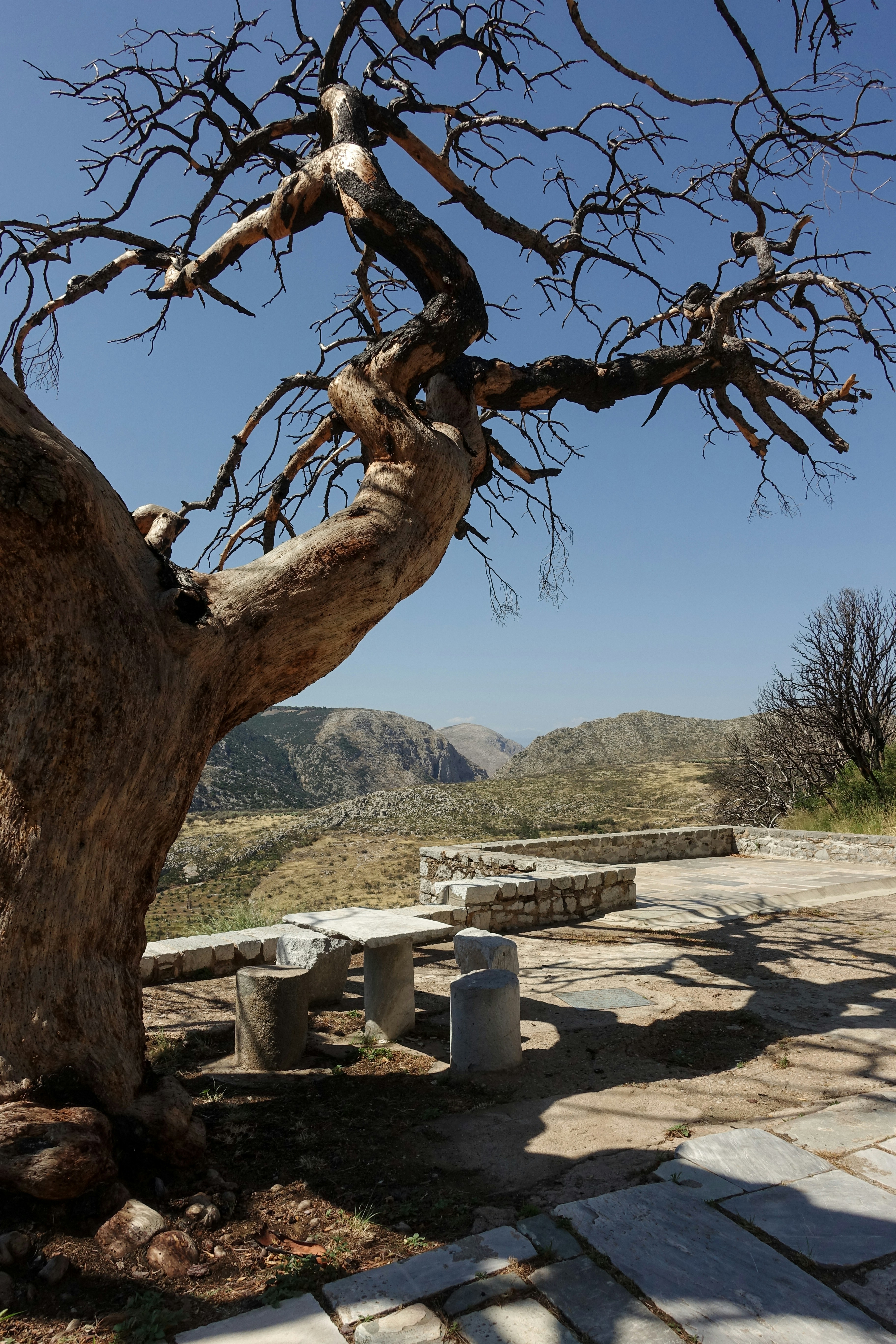 Twisted dead tree with stone seating in sunny landscape