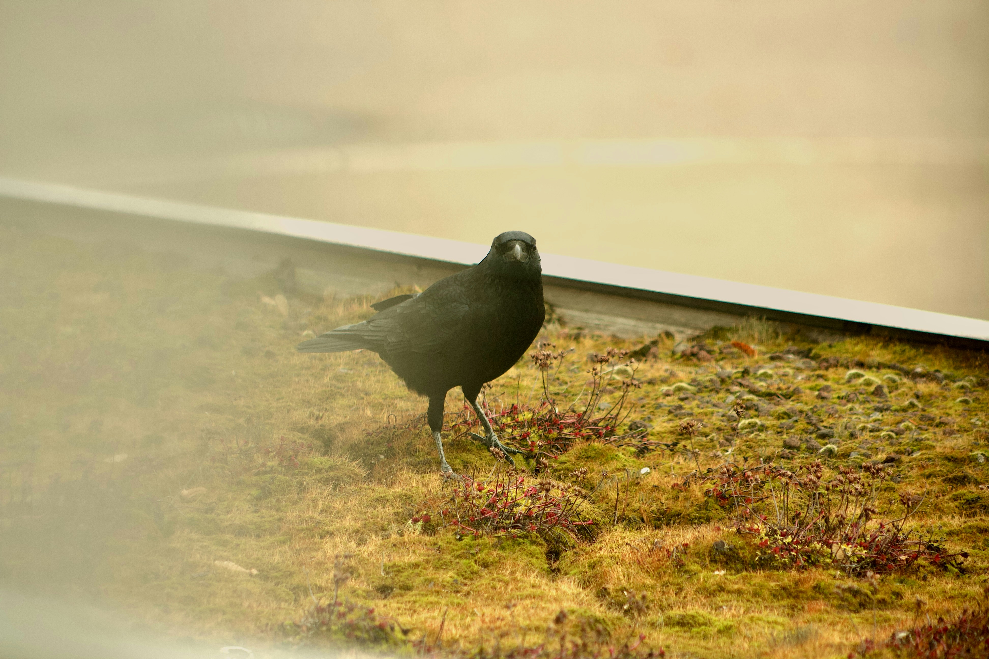 A Curious Observer in the Mist