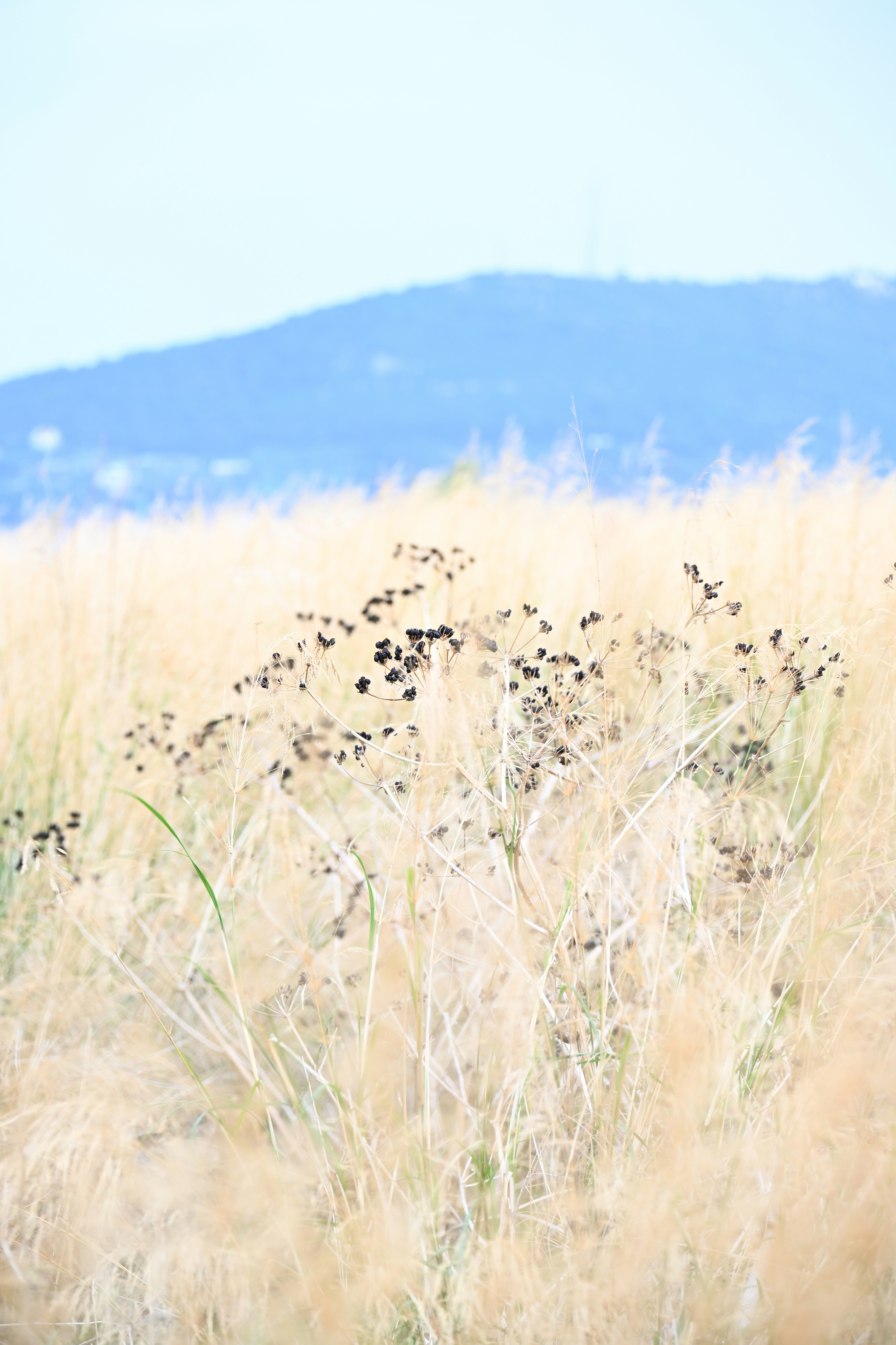 Whispers of the Wild: A Study in Serenity