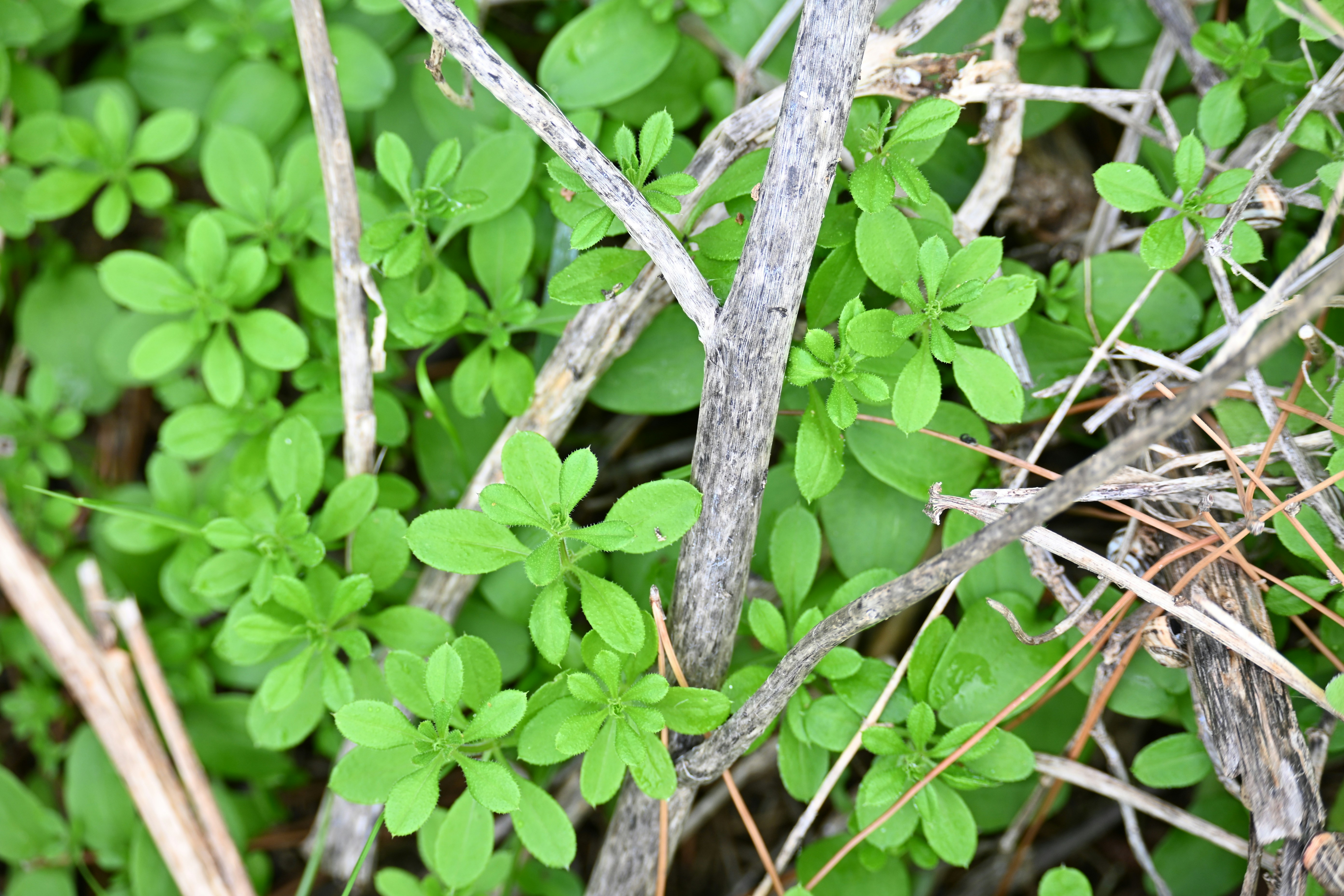Verdant Tapestry: Nature's Intricate Weave