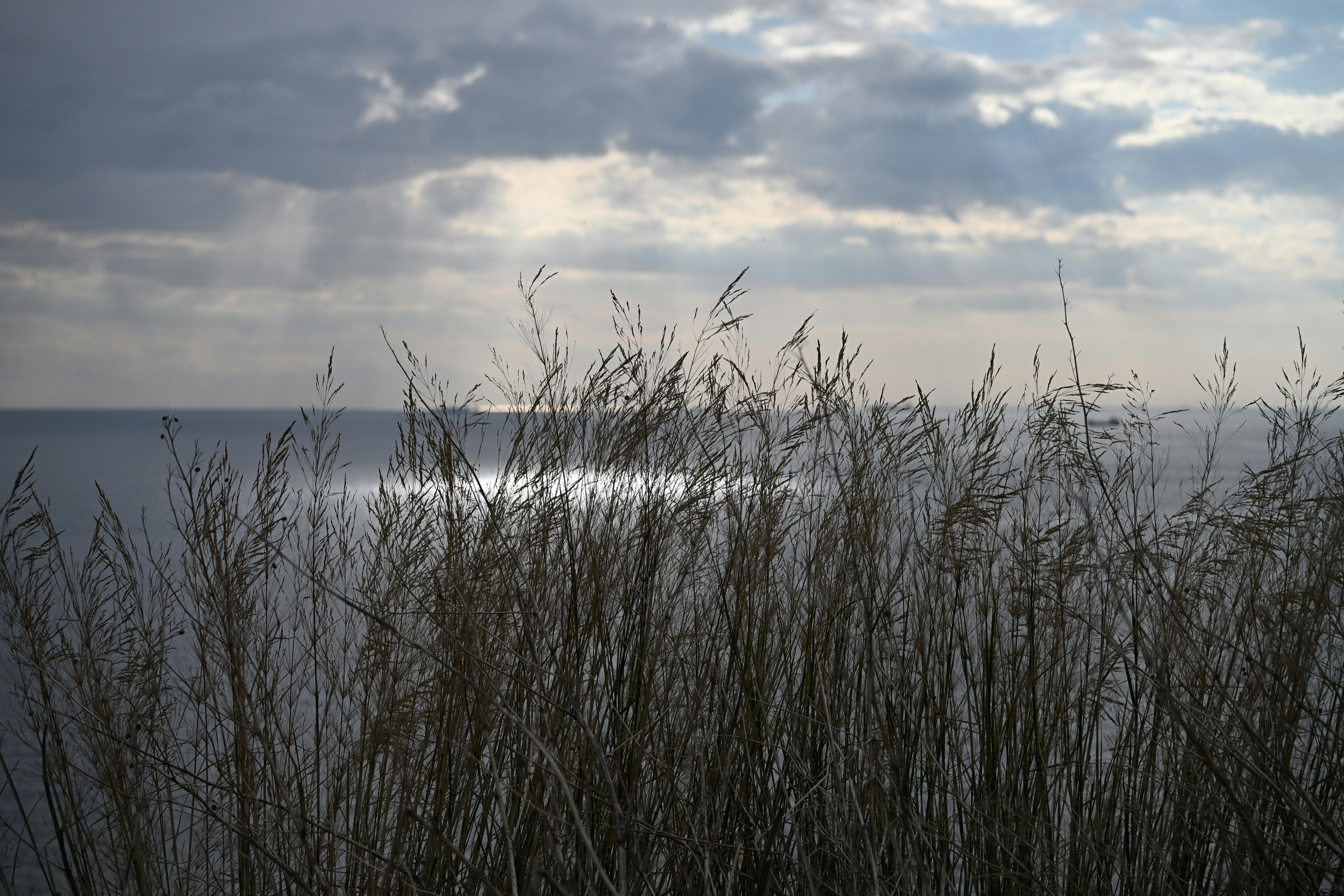 Whispers of the Sea Through Grasses