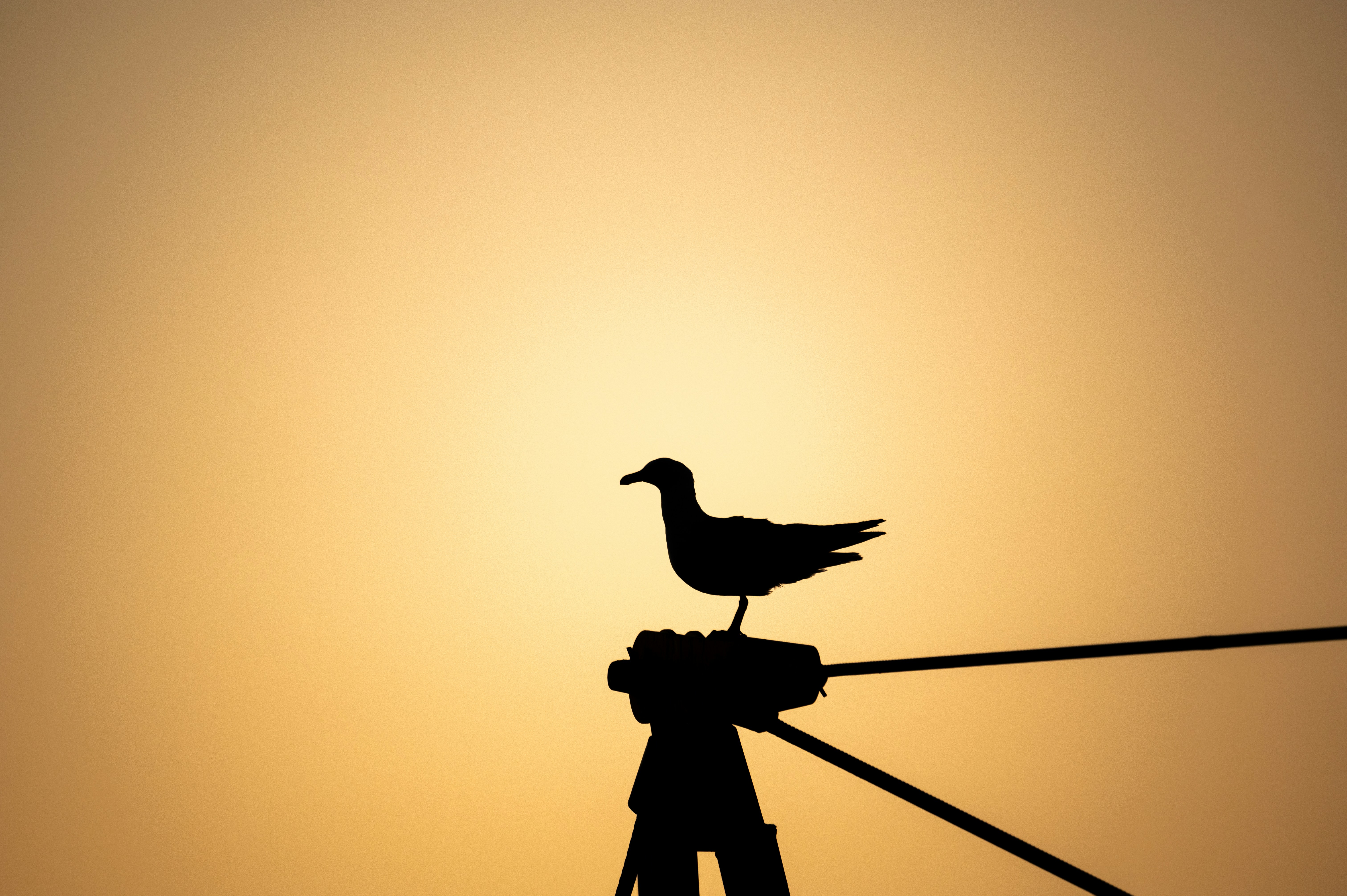 Silhouette Serenity: A Bird's Perch at Dusk