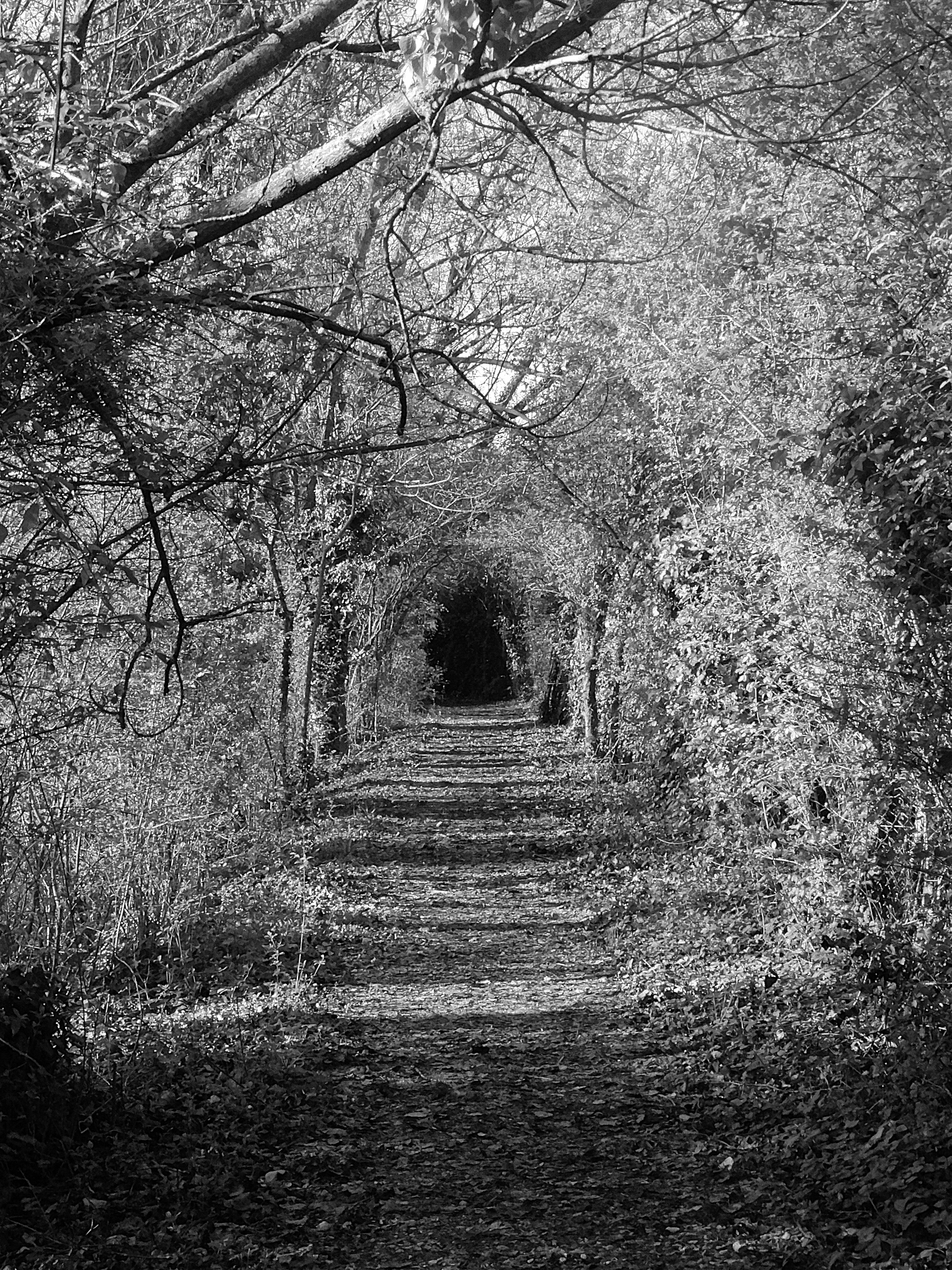 Whispers of the Woodland Path