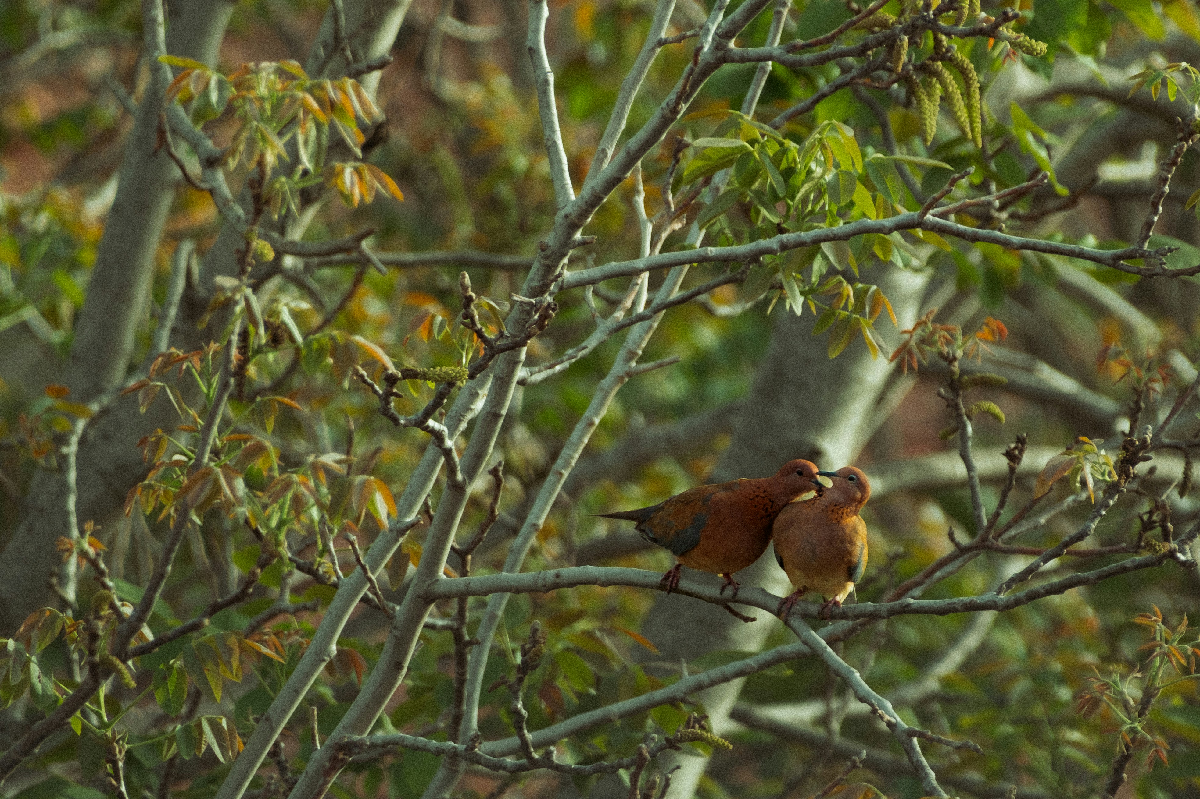 Dos pájaros marrones posados en la rama de un árbol. foto – Imagen de ...