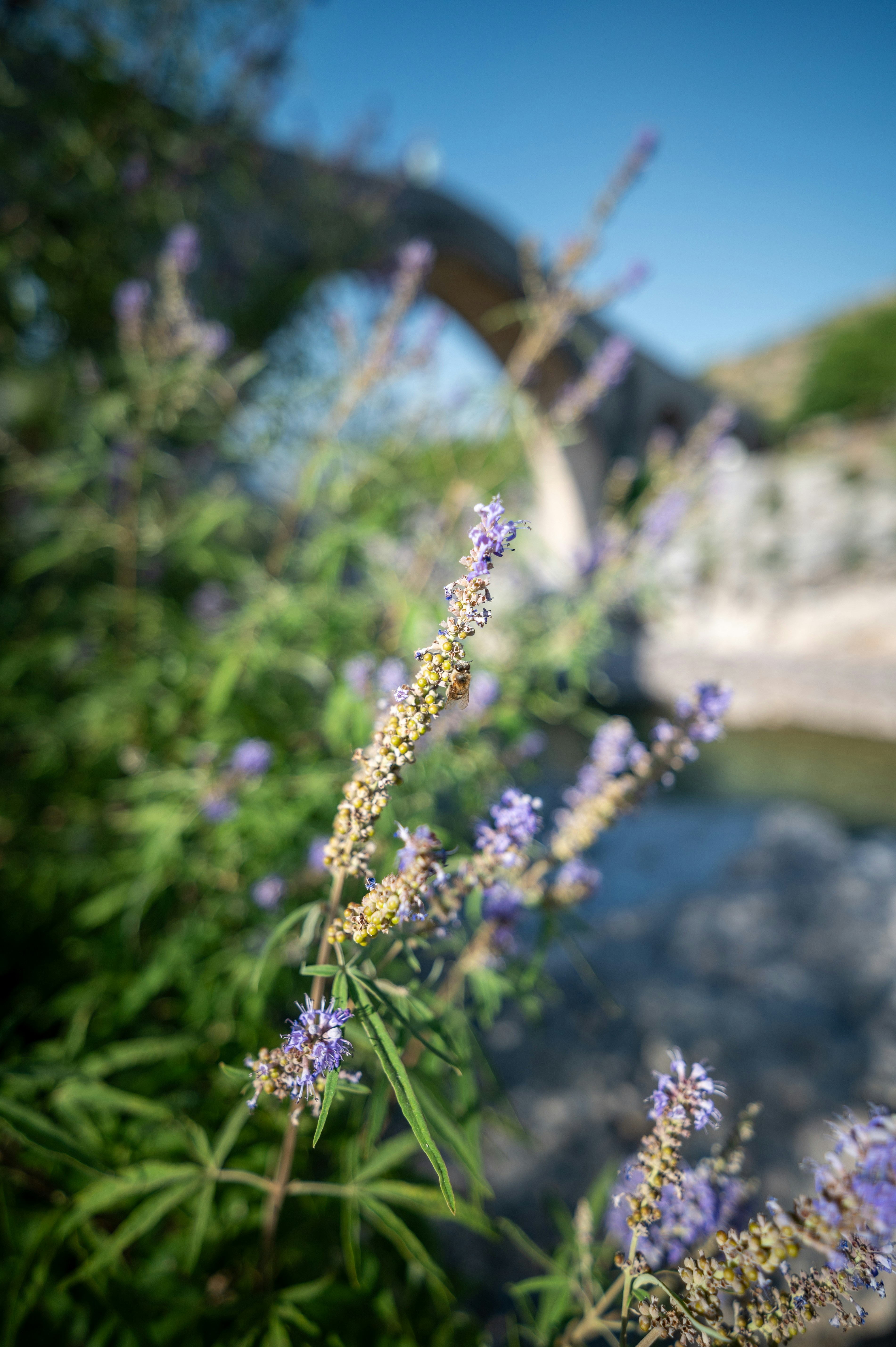 Purple flowers in front of an old stone bridge.