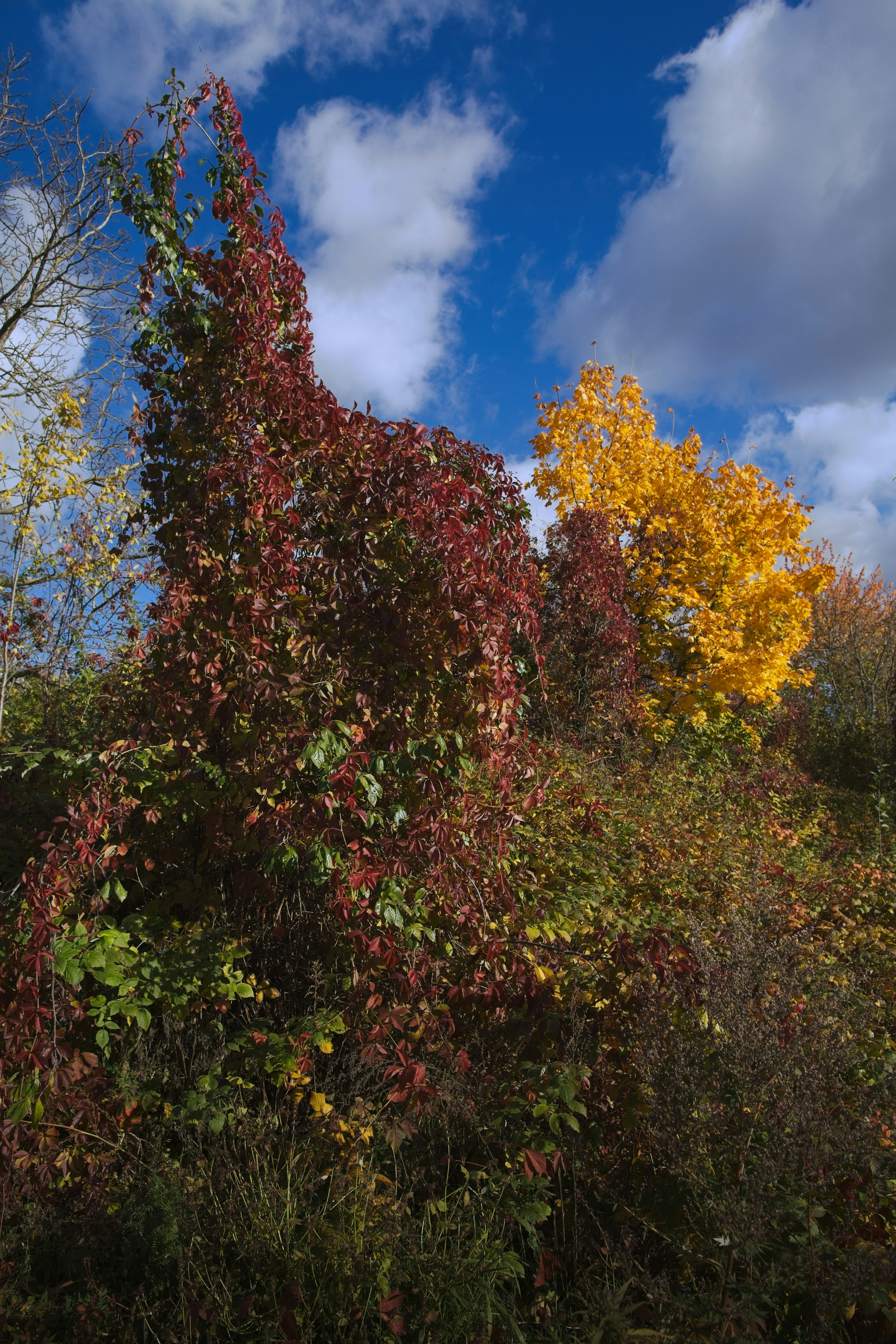 Autumn colors under a blue sky. Interestingly, the colors are scattered here, red separately, yellow separately... | Autumn foliage with vibrant red and yellow leaves.