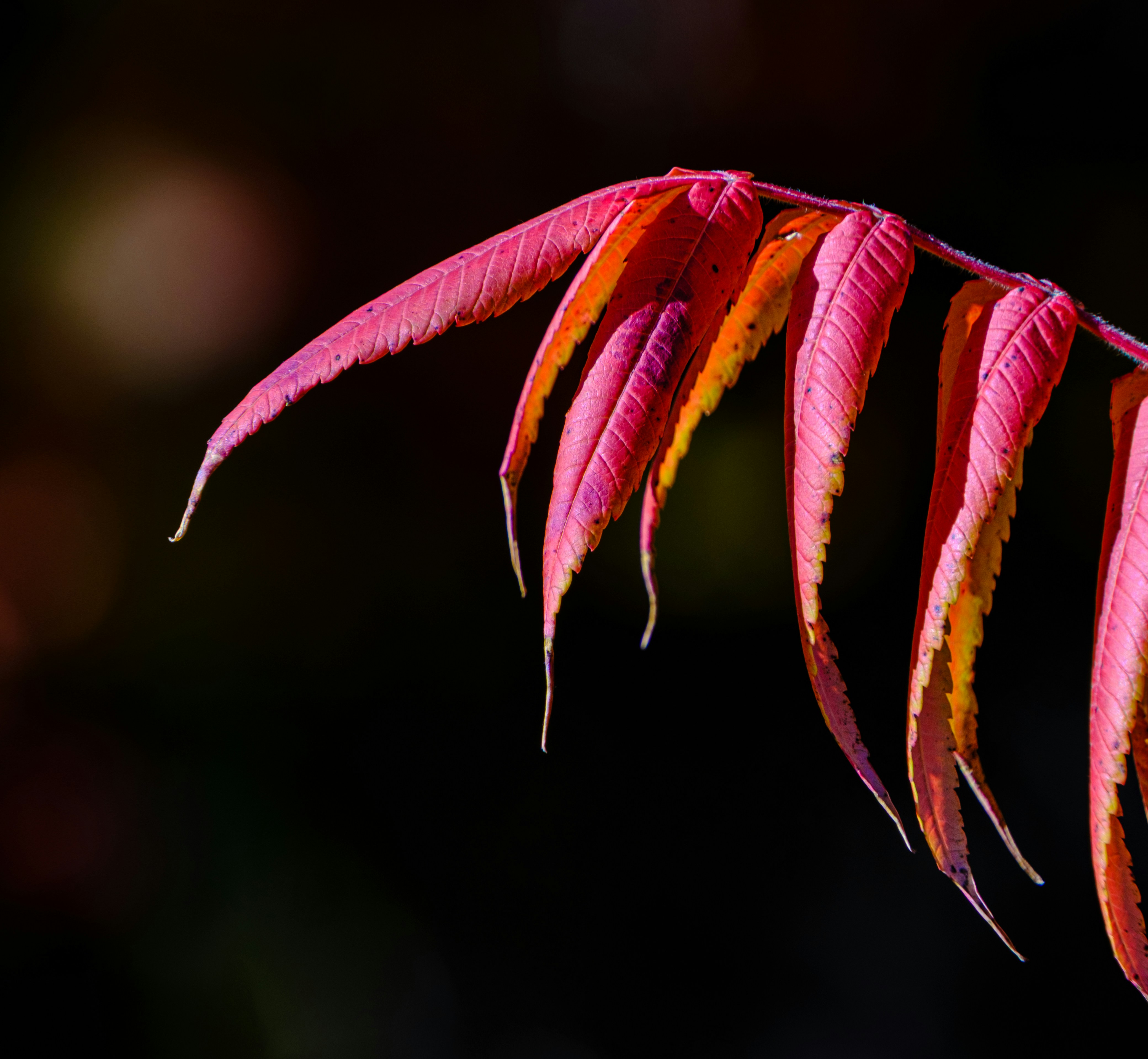 Crimson Elegance: Nature's Palette