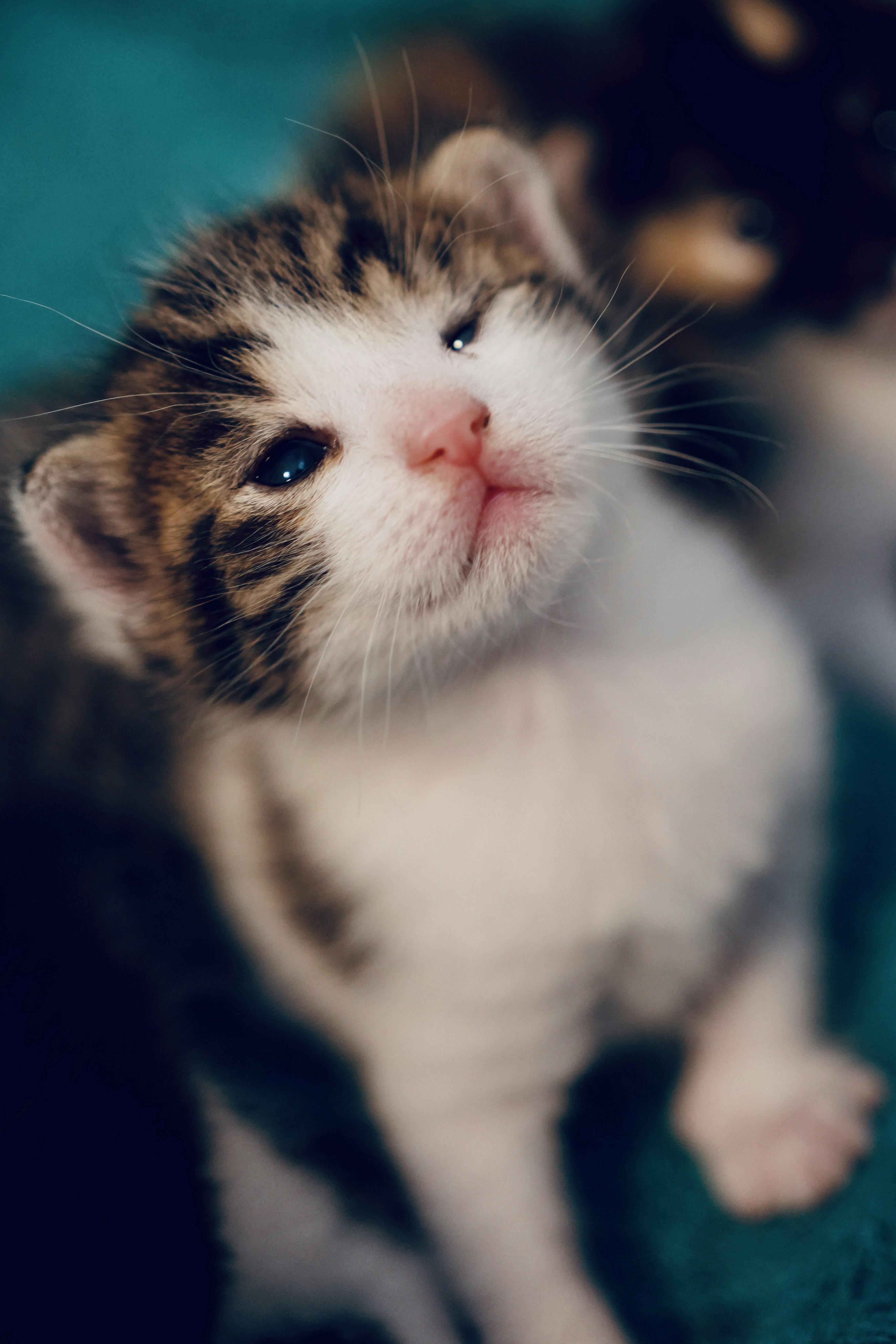 Whiskered Wonder: The Curious Kitten