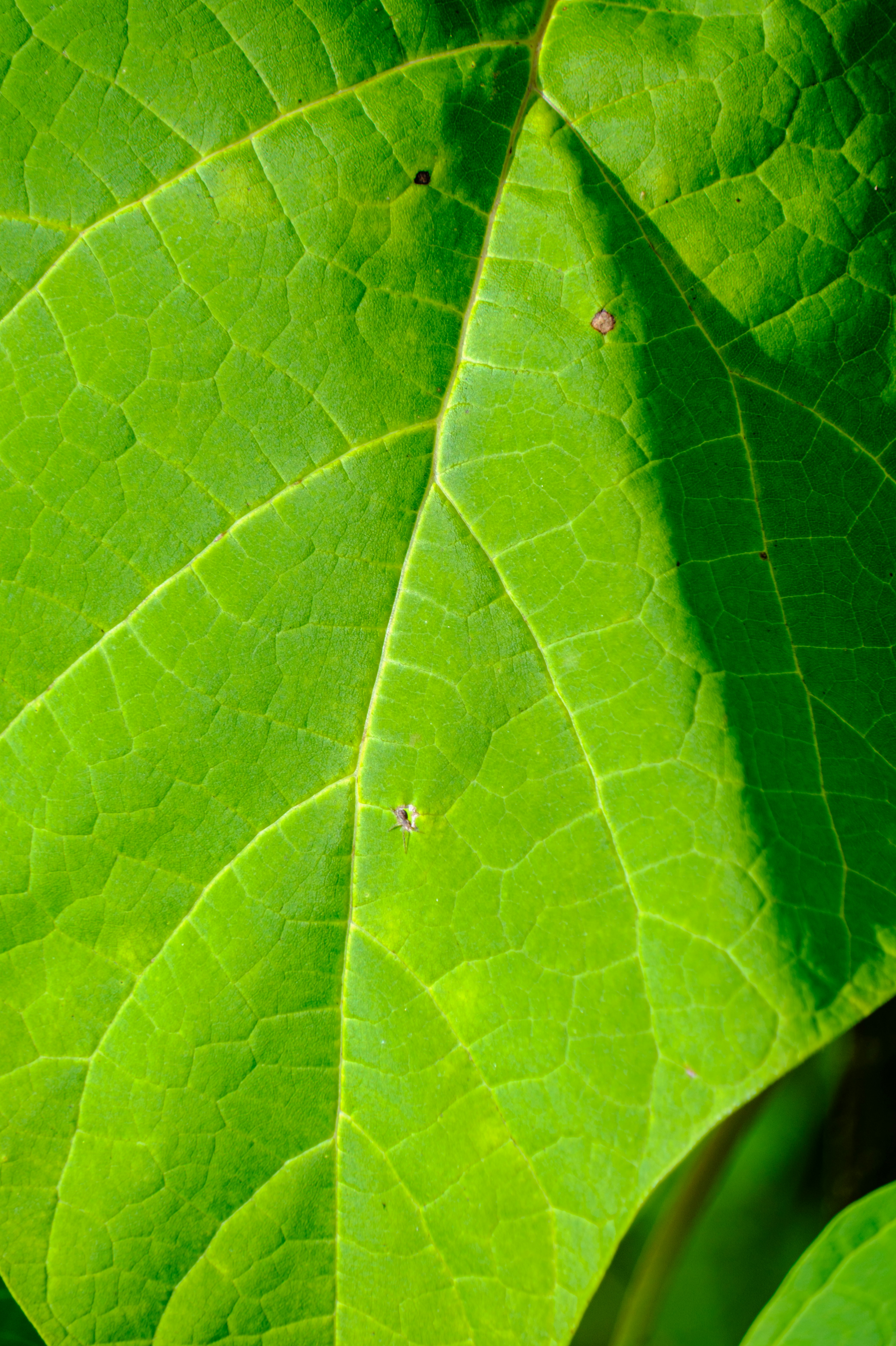 Close-up of a vibrant green leaf with visible veins