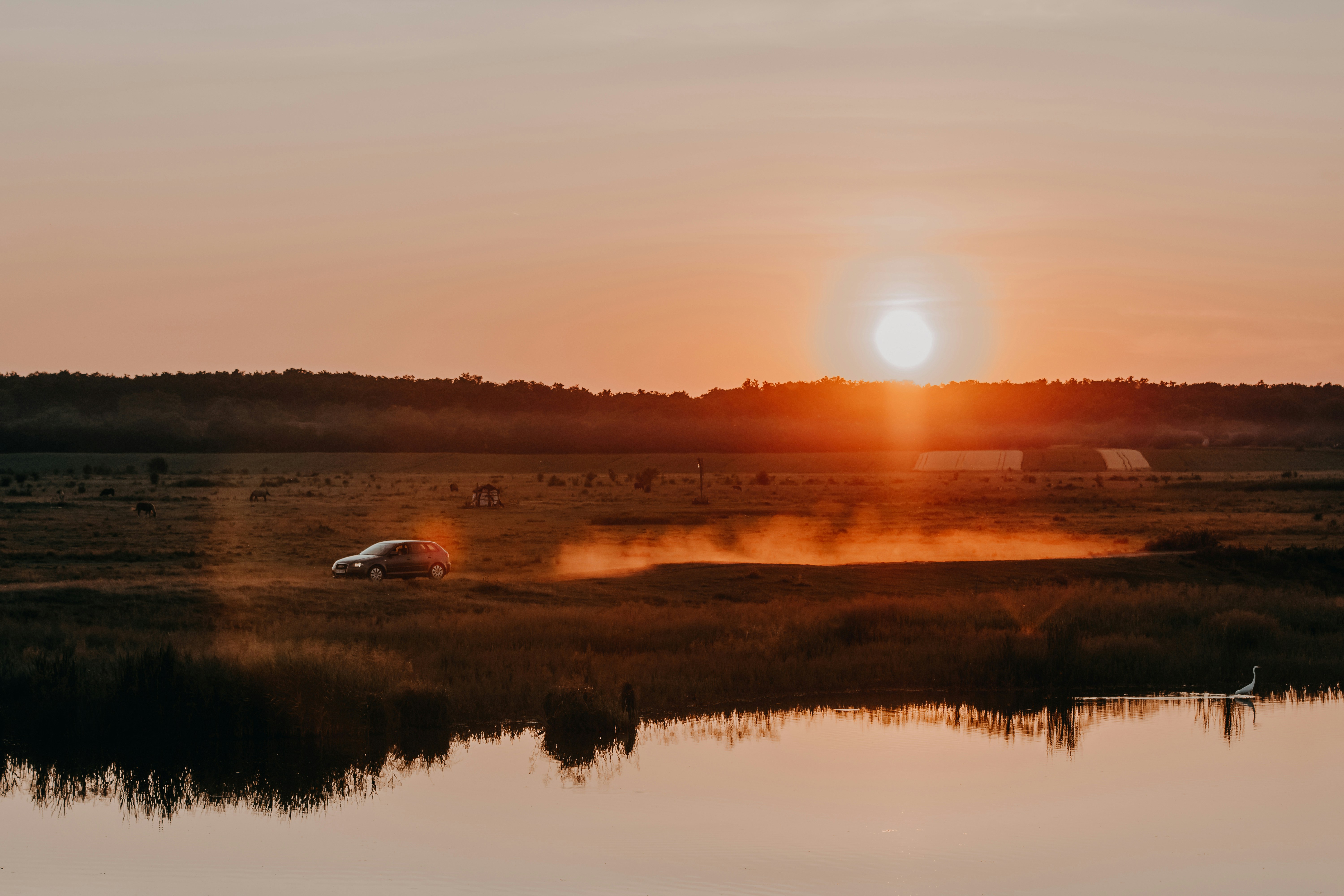 Chasing the Horizon: A Journey Through Golden Fields