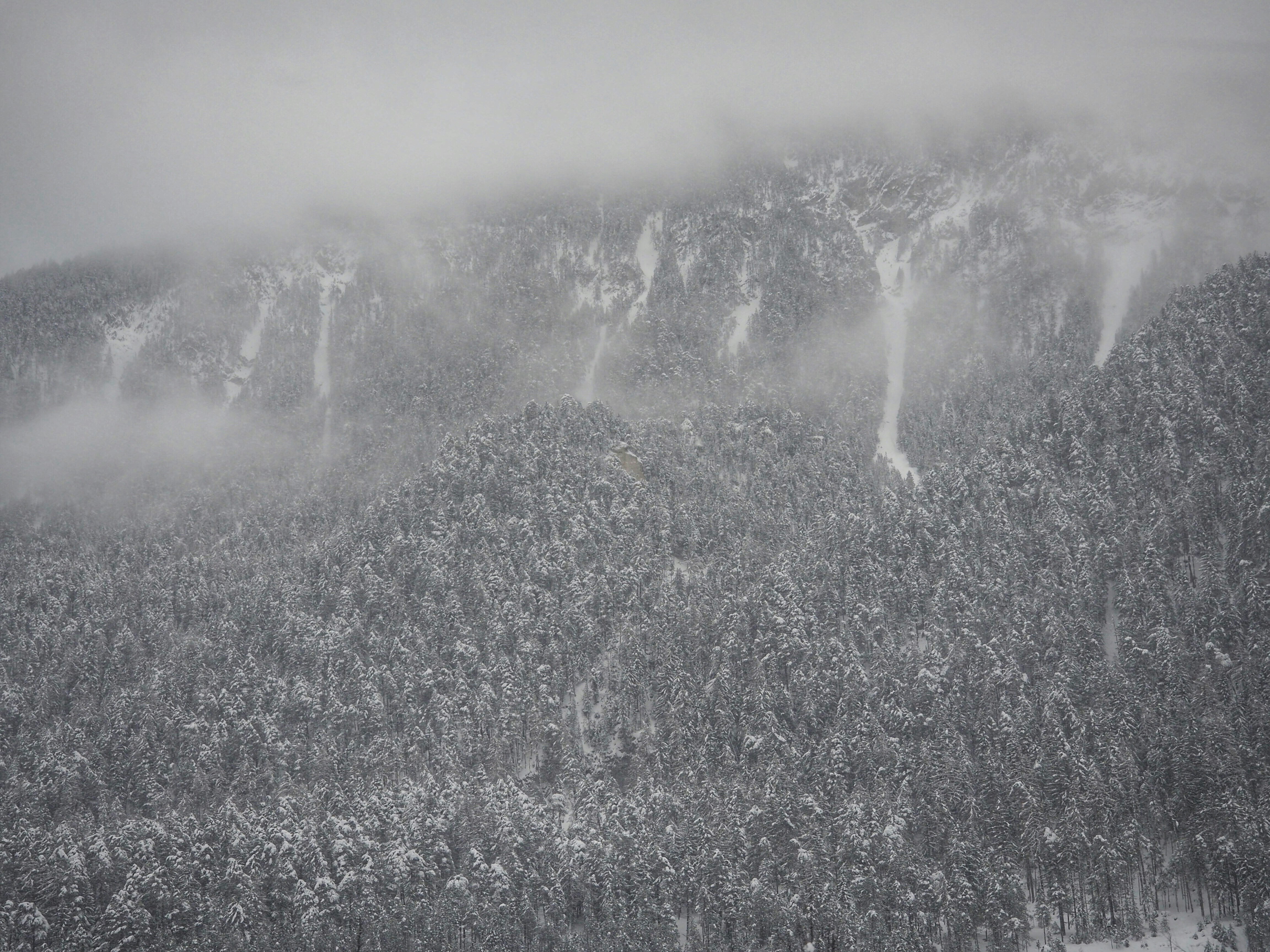 Whispering Pines Under a Veil of Winter Fog
