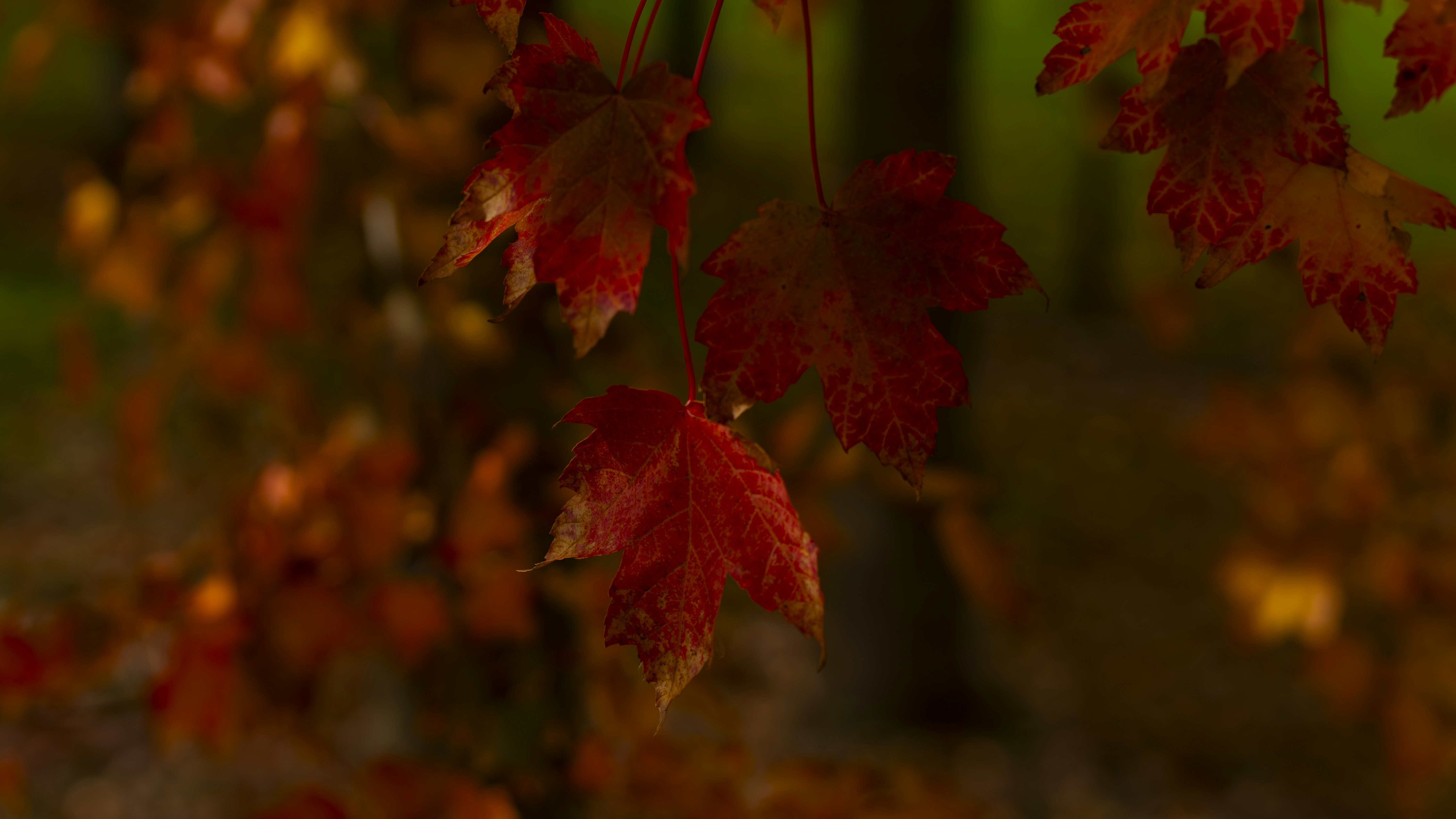 Red autumn leaves hang from a tree branch