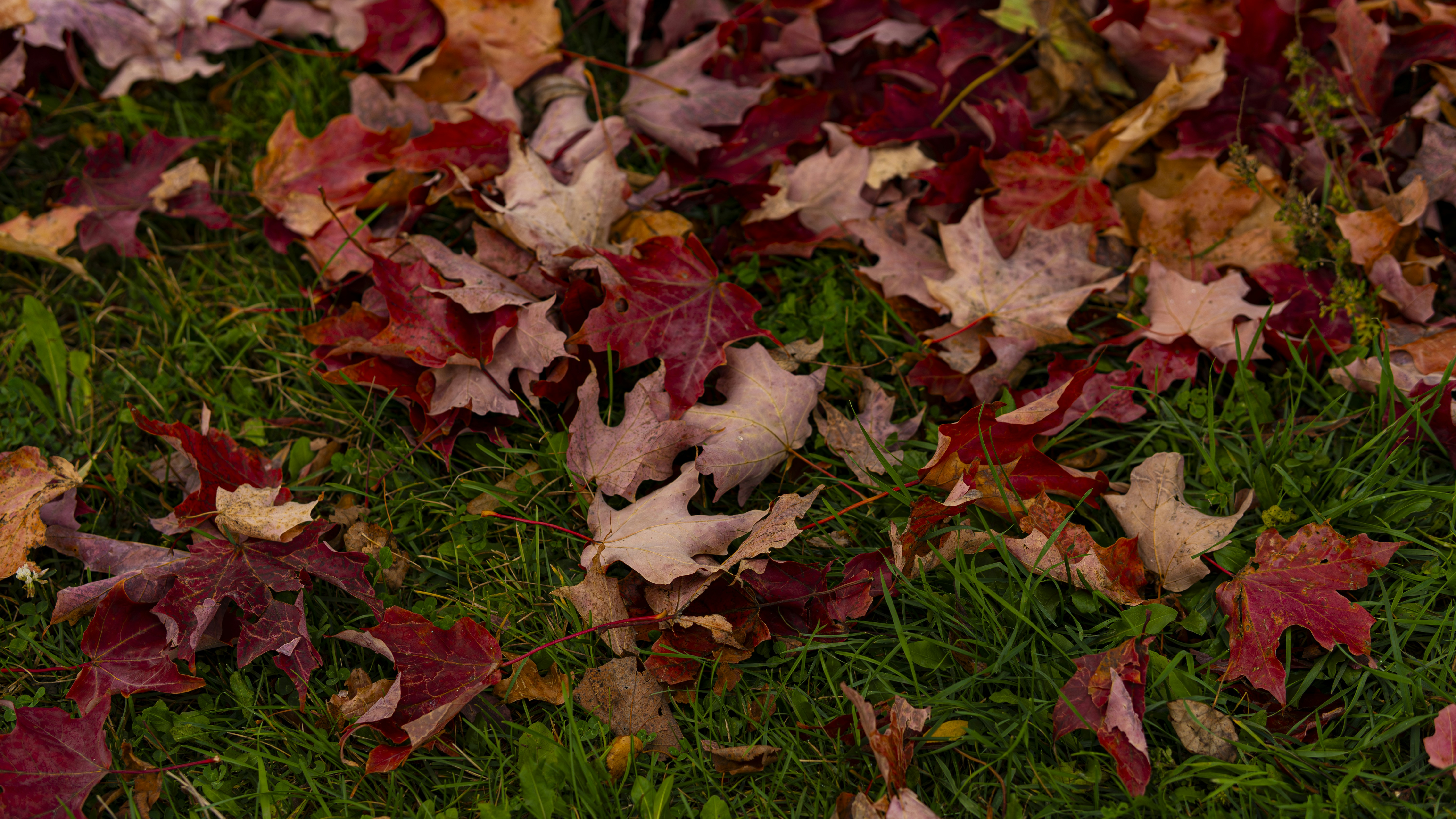Autumn leaves scattered on green grass