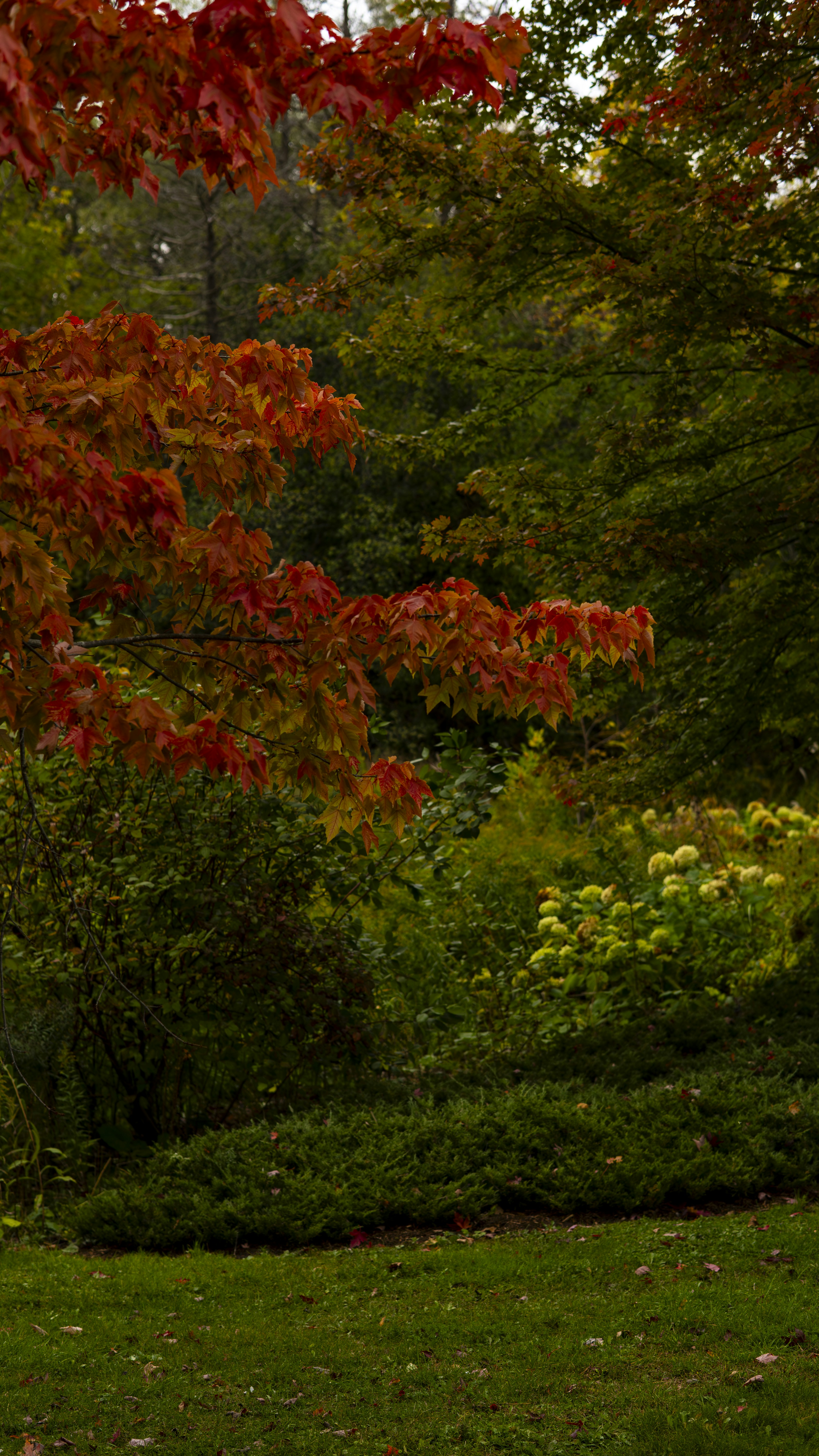 Autumn trees with vibrant red and green foliage.
