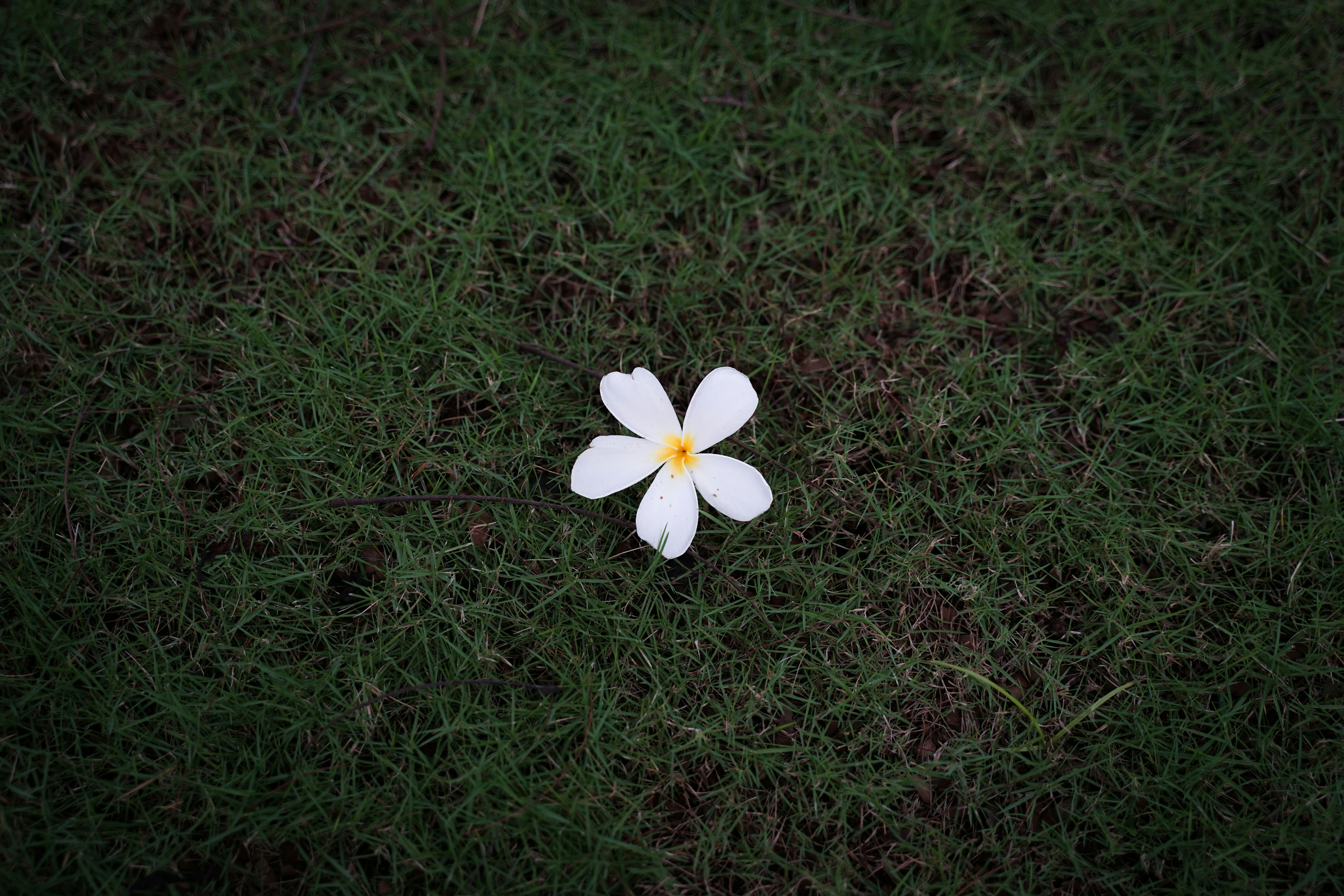 A single white flower lies on green grass
