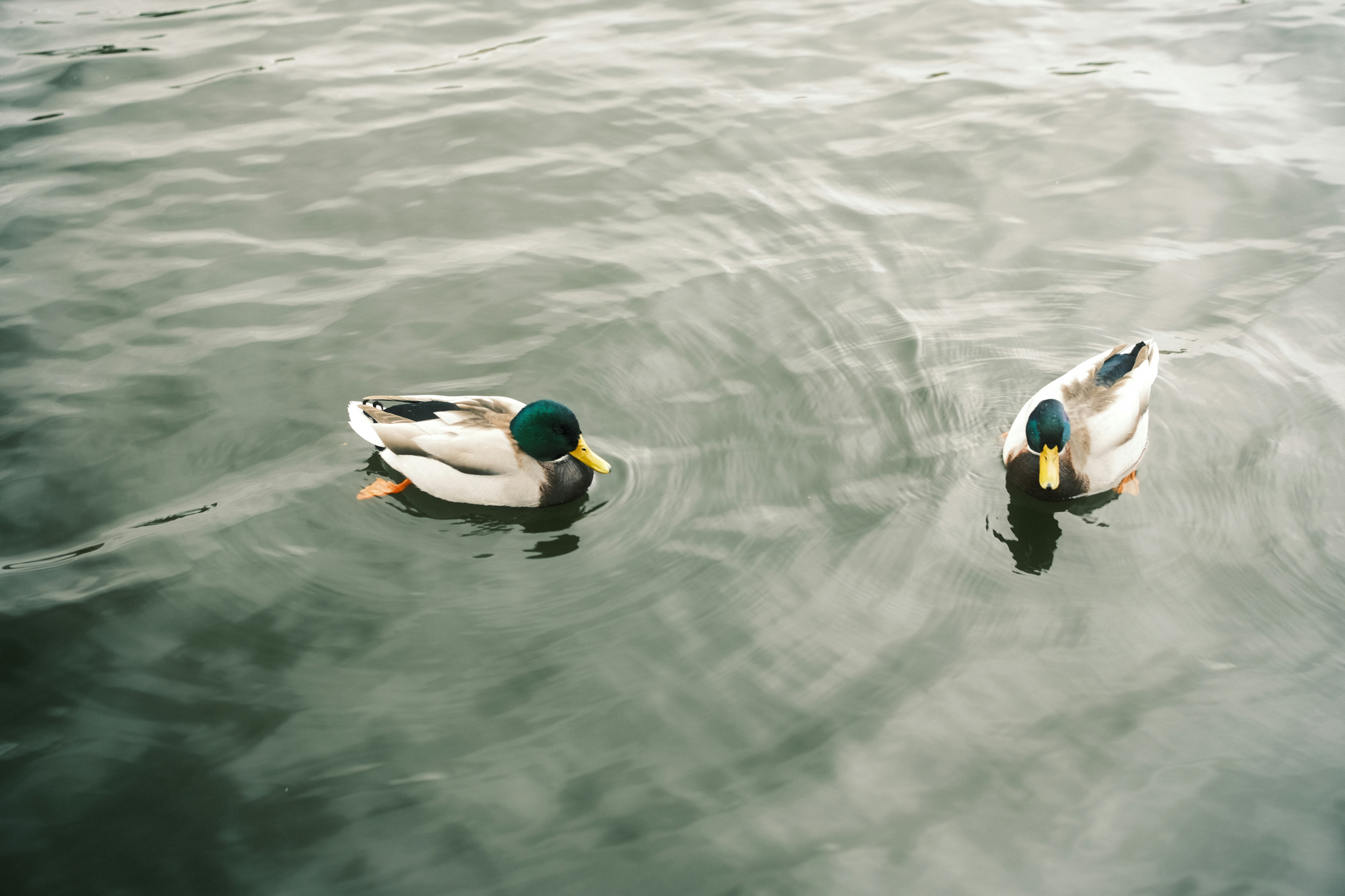Two mallard ducks gracefully gliding across a rippling water surface, creating gentle reflections in the serene environment.