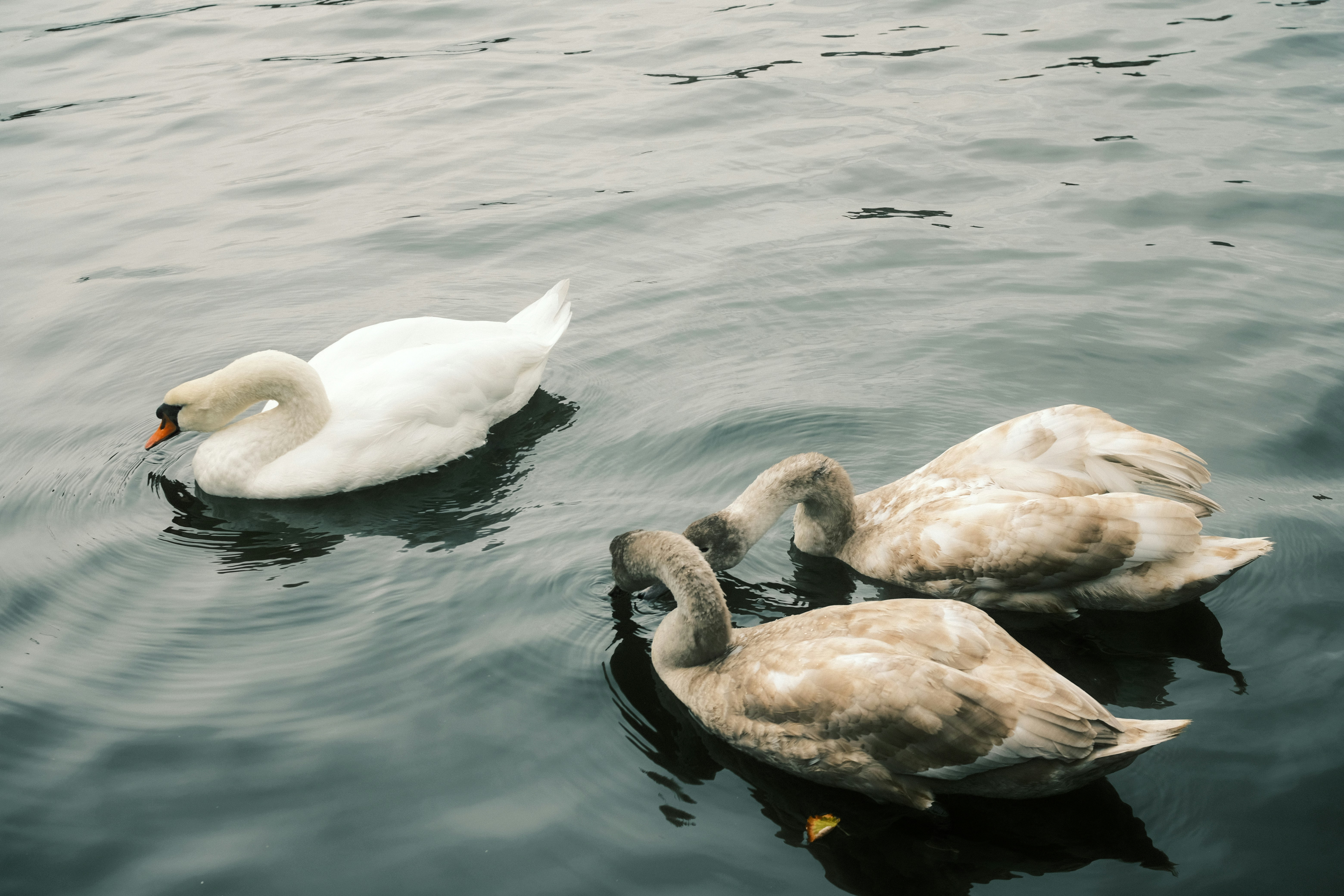 Swan and cygnets swimming in calm water | Three swans swimming on a body of water.