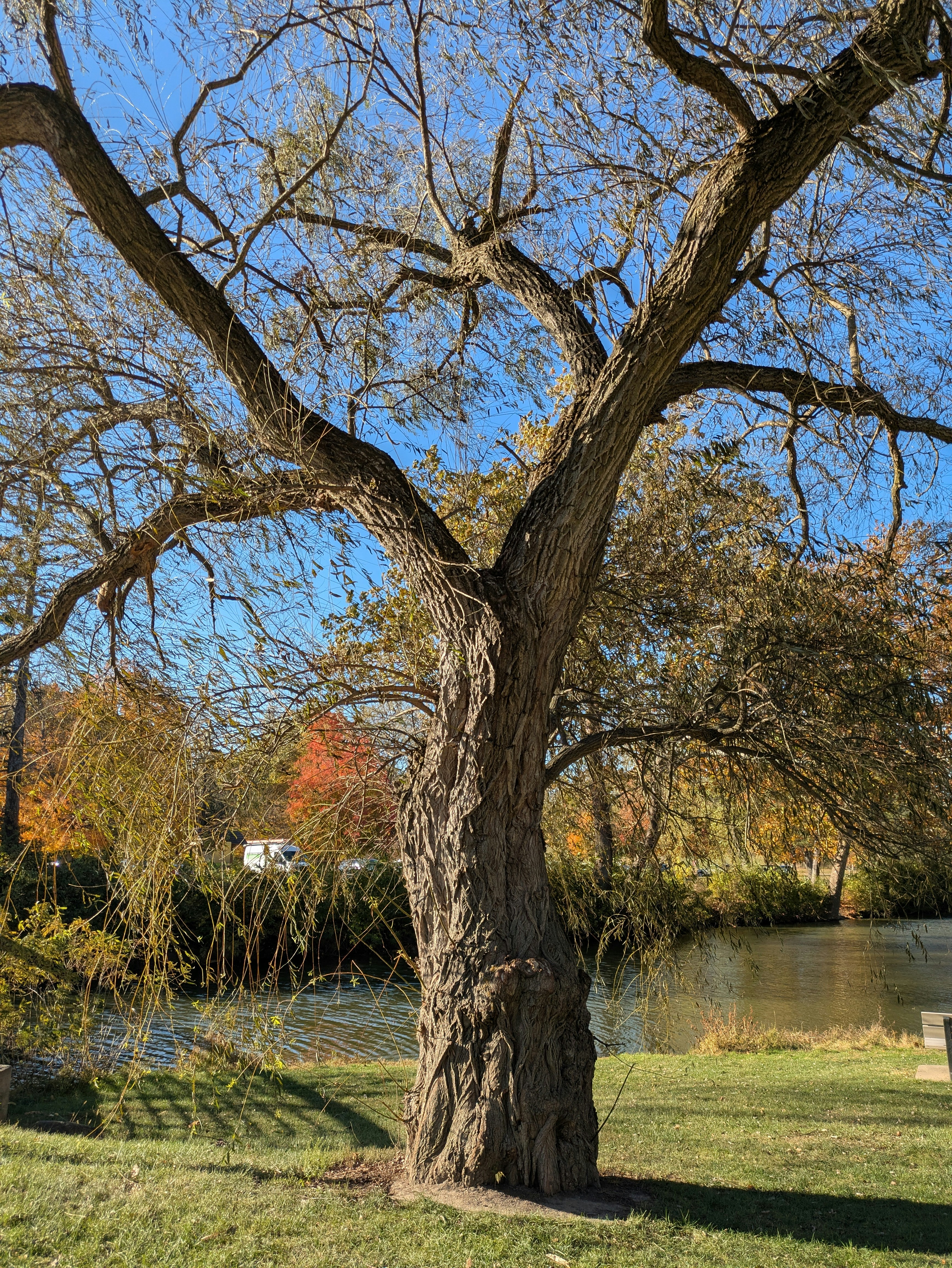 Bare tree branches against a clear blue sky