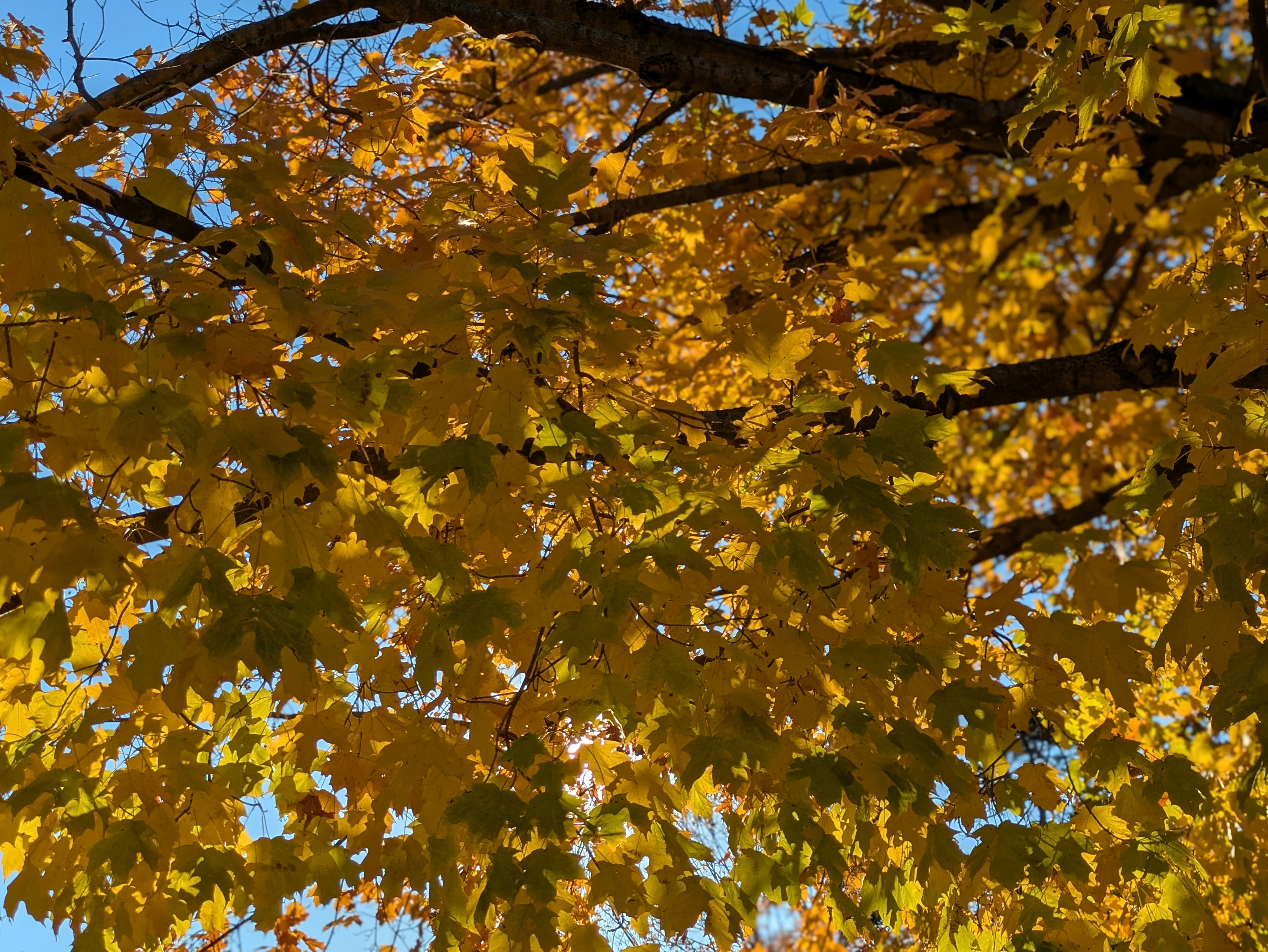Vibrant yellow and green leaves create a rich tapestry against a clear blue sky, showcasing the beauty of autumn foliage.