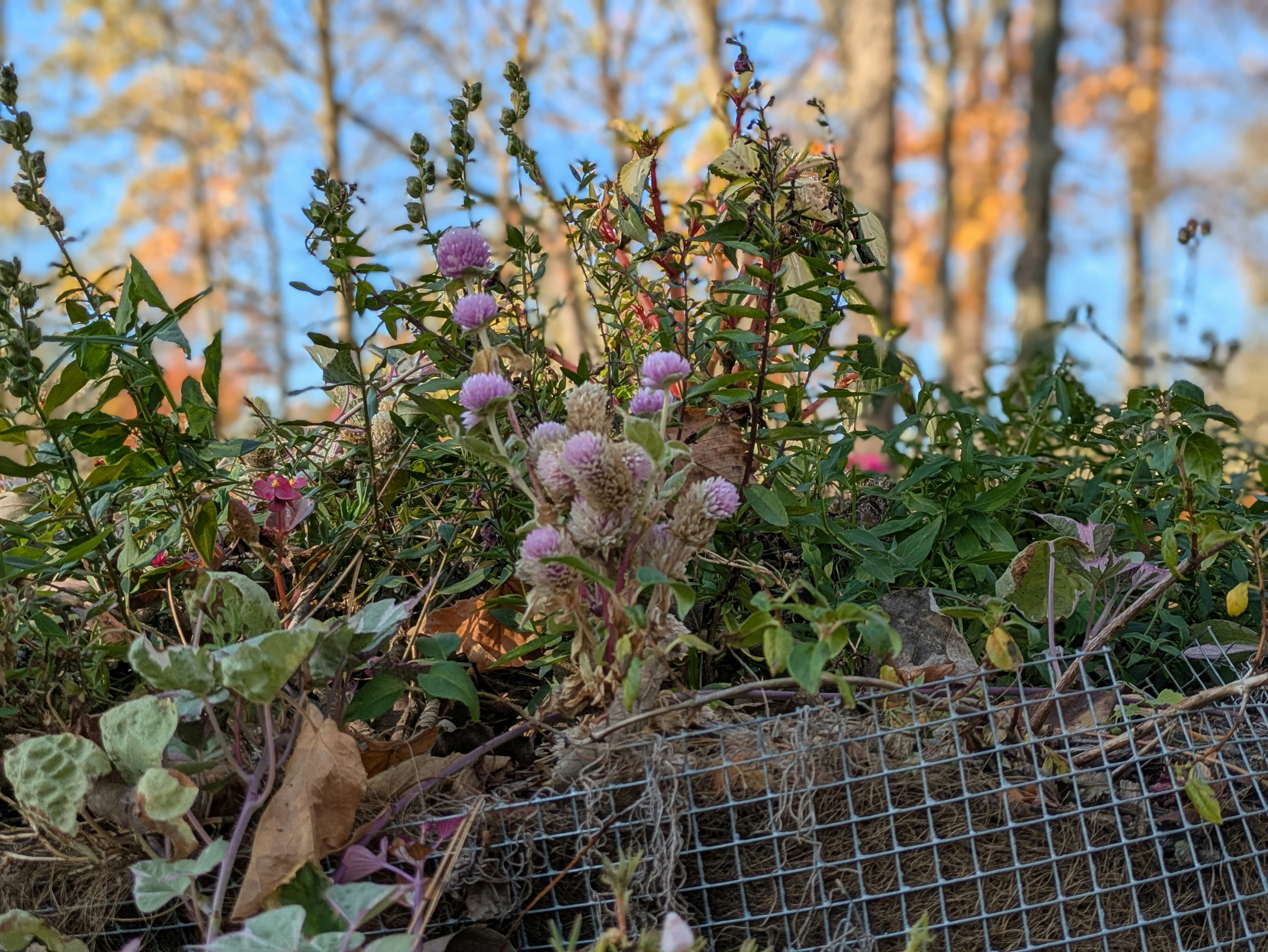 Delicate pink flowers bloom amidst vibrant green foliage, framed by a rustic wire mesh, showcasing the beauty of autumn's transition.