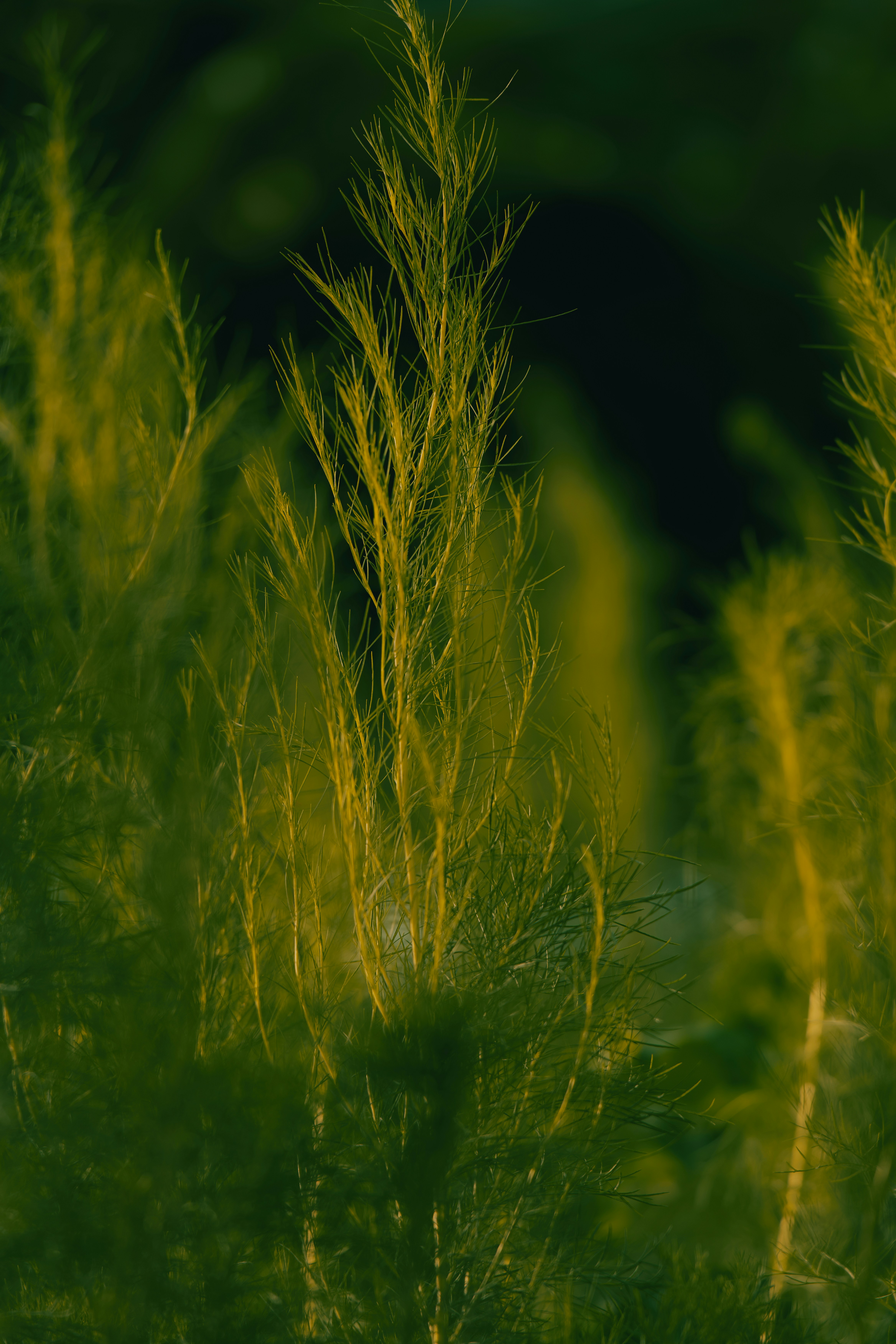 Delicate feathery green plants in soft light.
