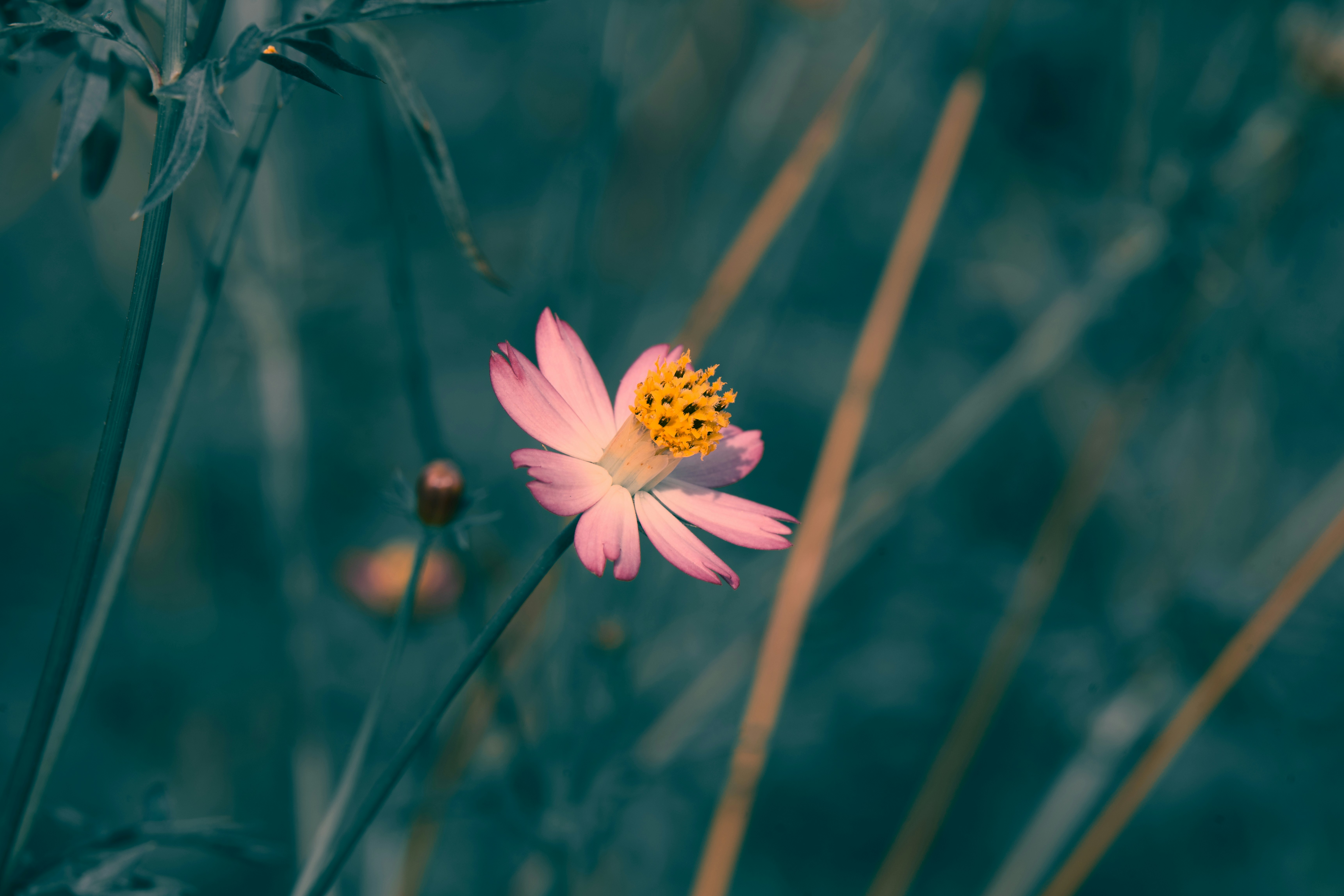 A single pink cosmos flower blooming in nature.