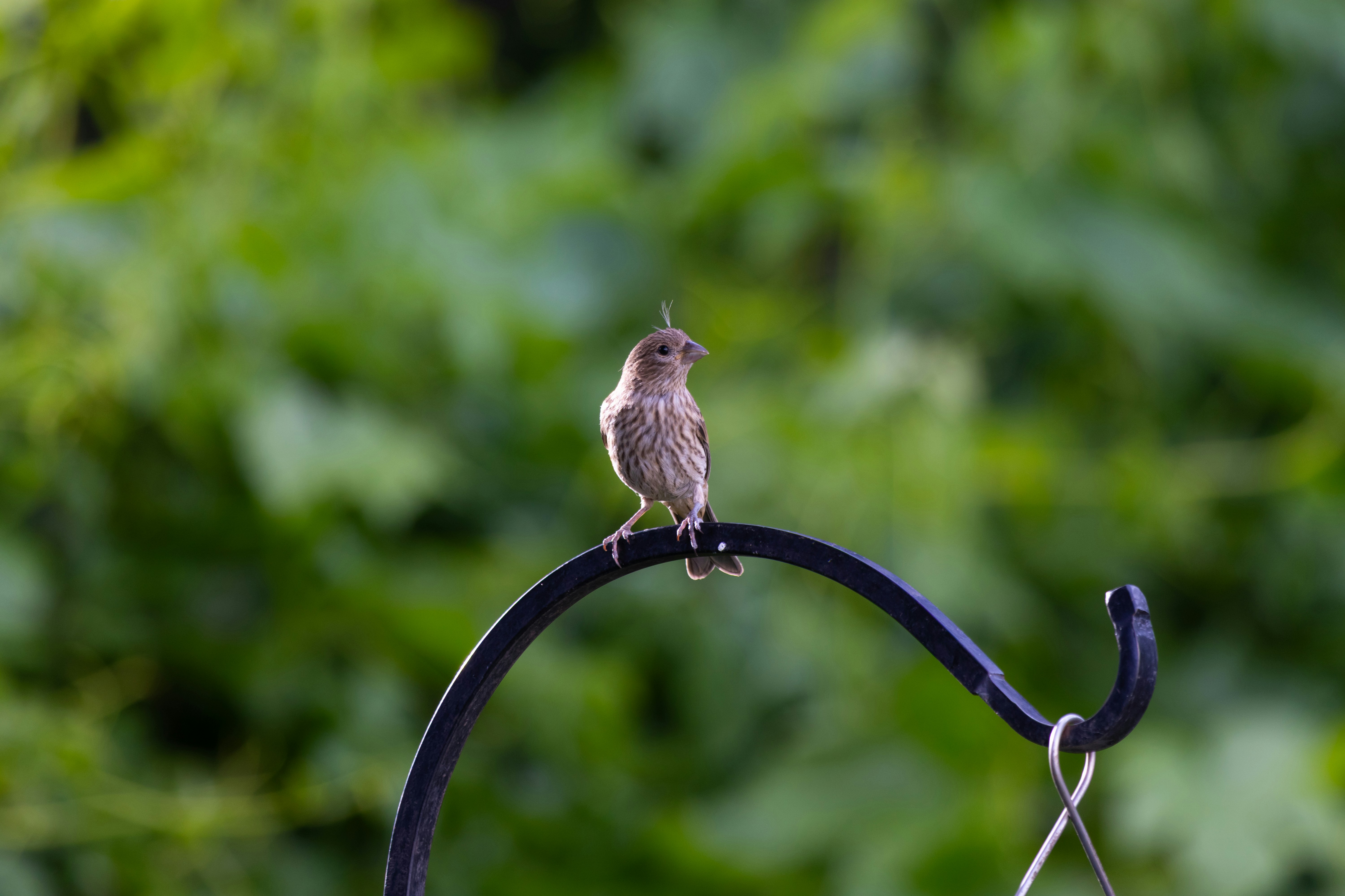 A Feathered Sentinel on a Curved Perch
