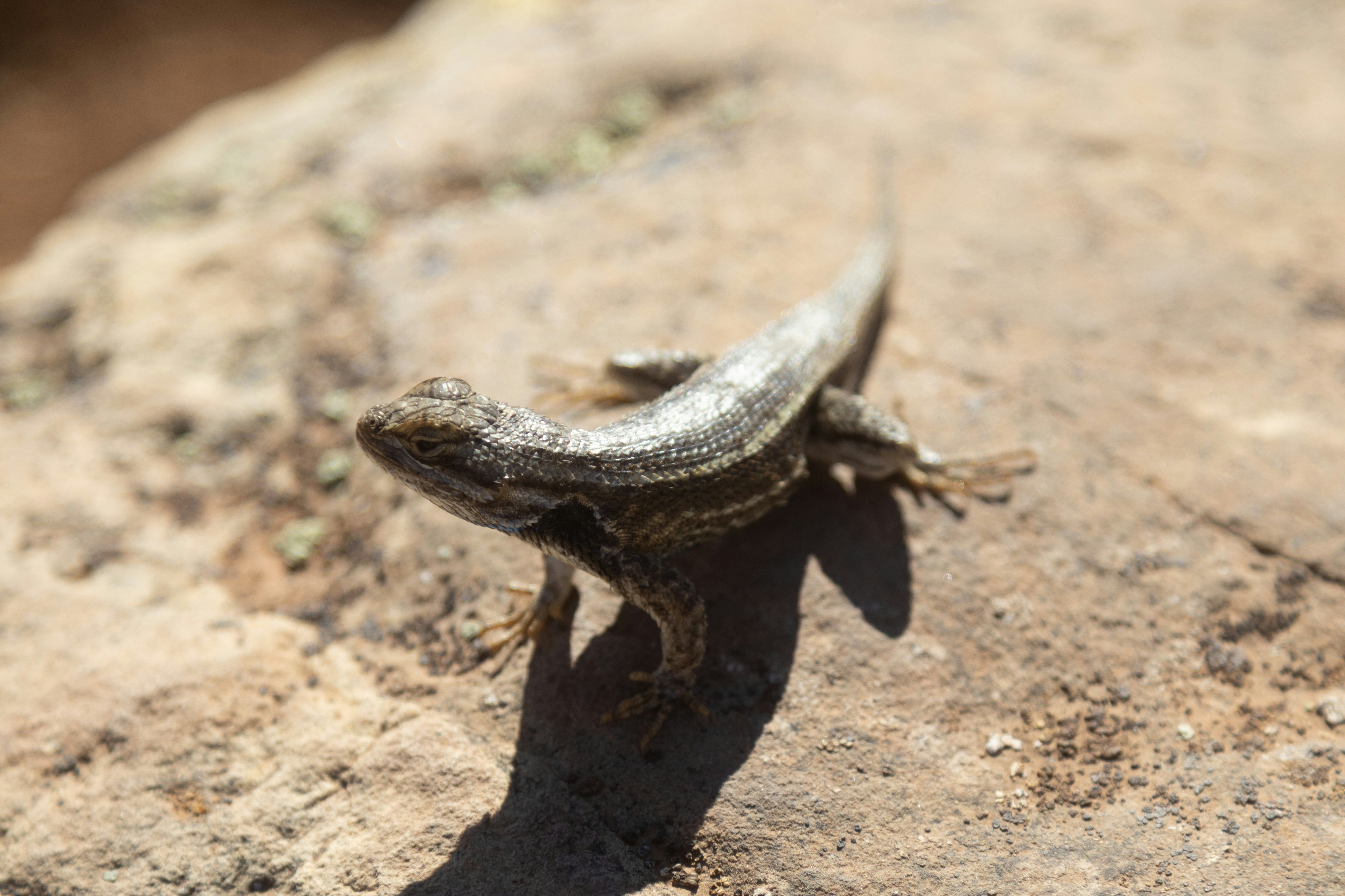 Sun-Kissed Scales: A Moment in Nature