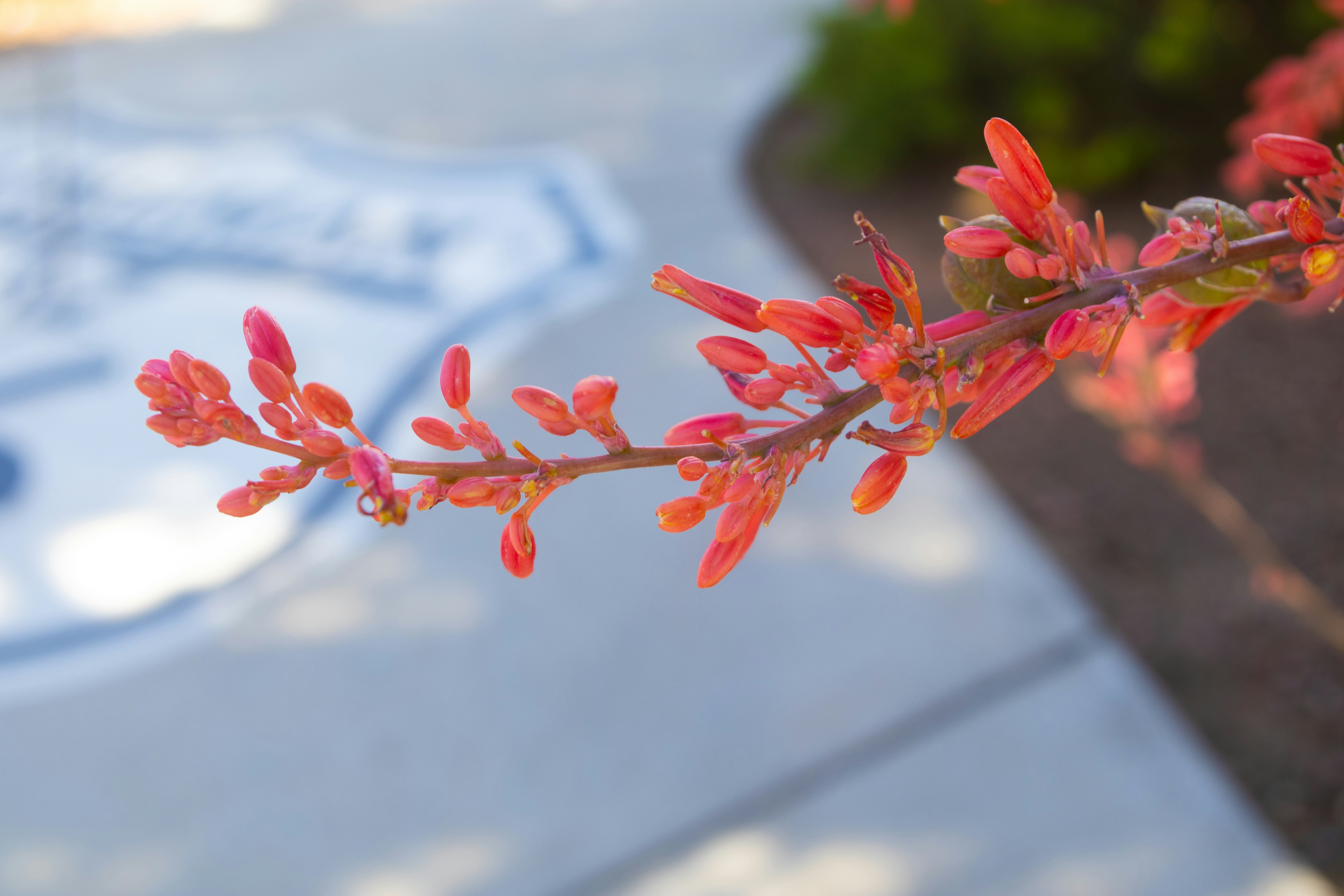 Red tubular flowers on a branch with blurred background