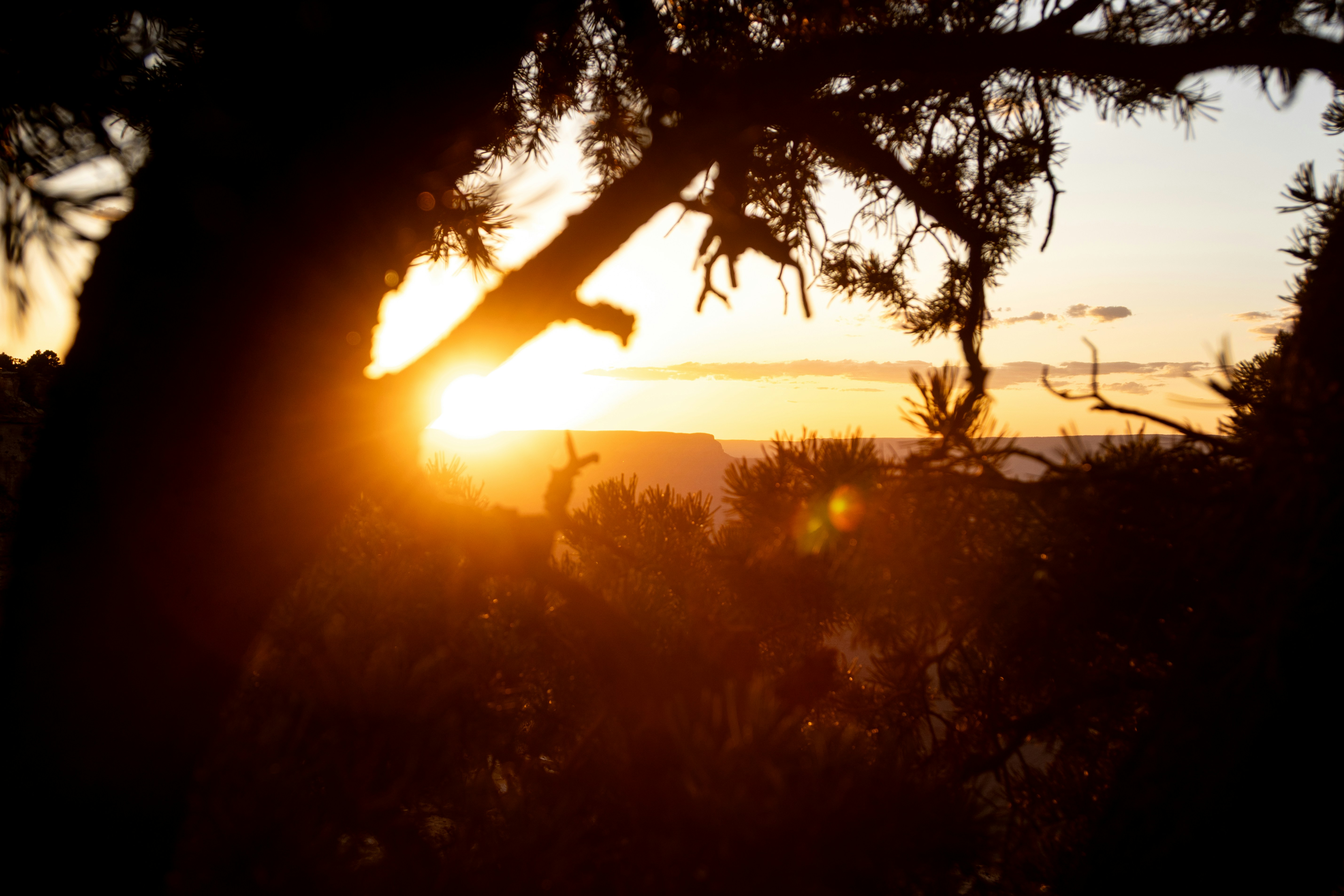 Sunset peeking through silhouetted trees and bushes.