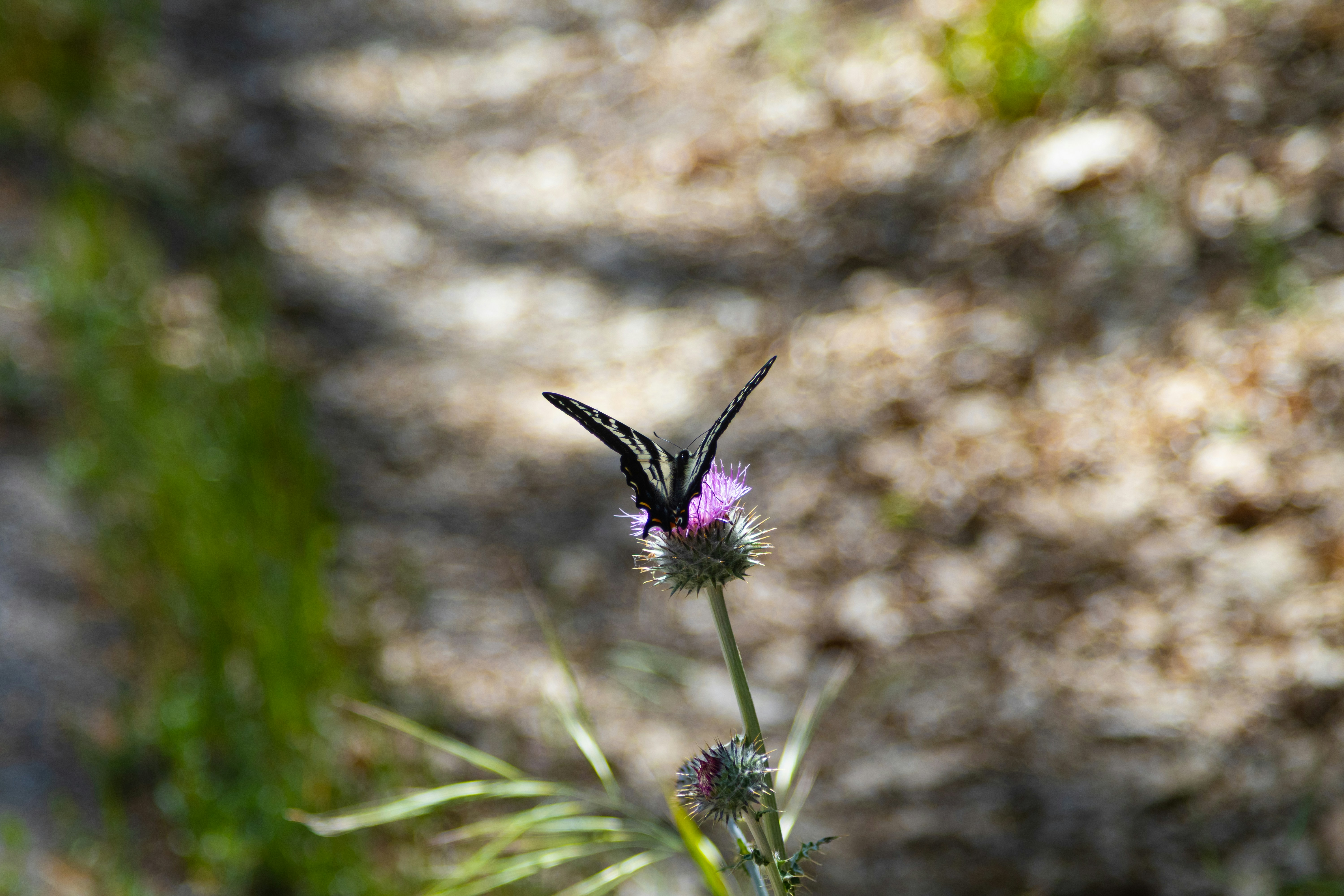 Black butterfly perched delicately on a vibrant thistle flower, surrounded by a blurred natural backdrop. 