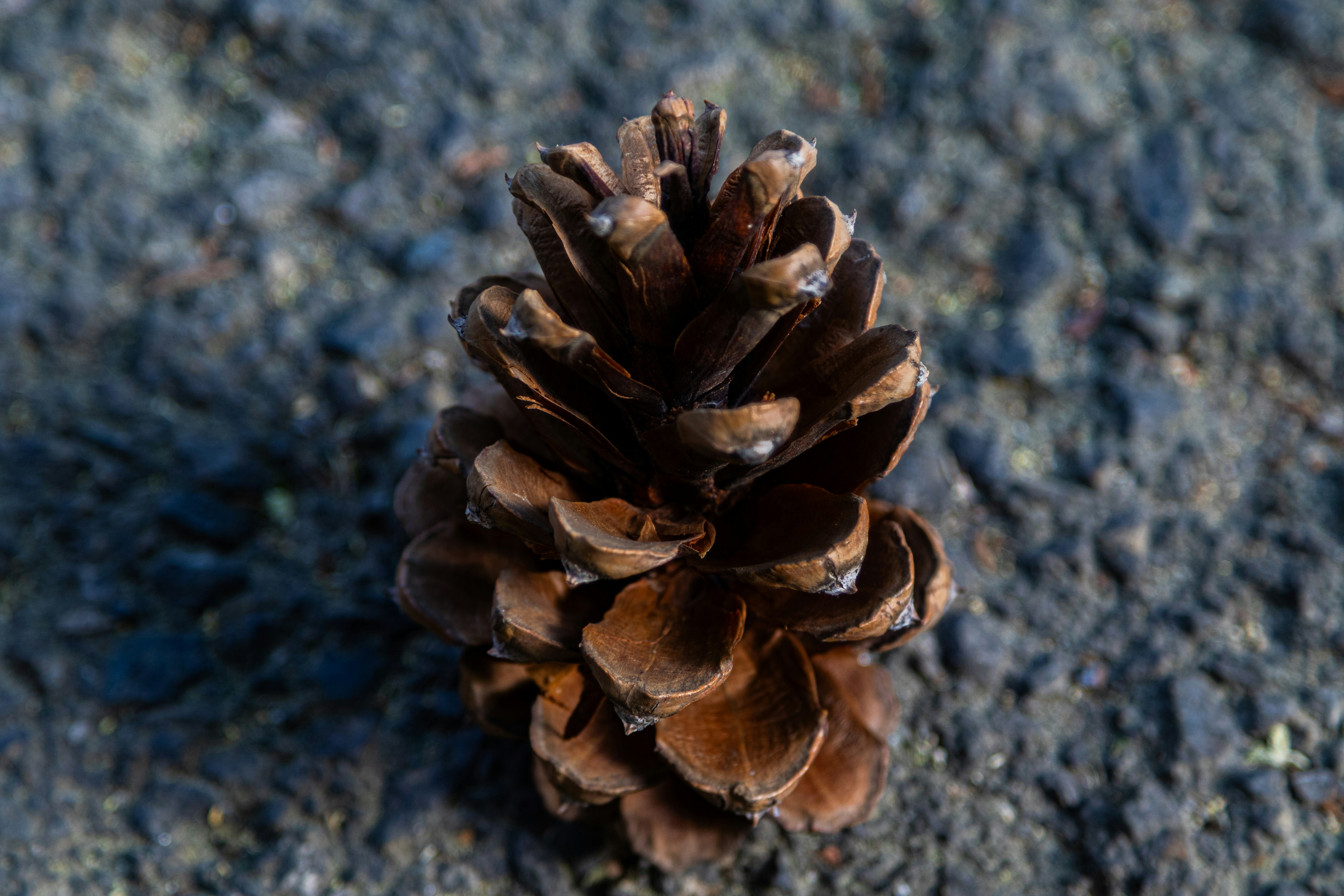 Nature's Spiral: The Pinecone's Journey