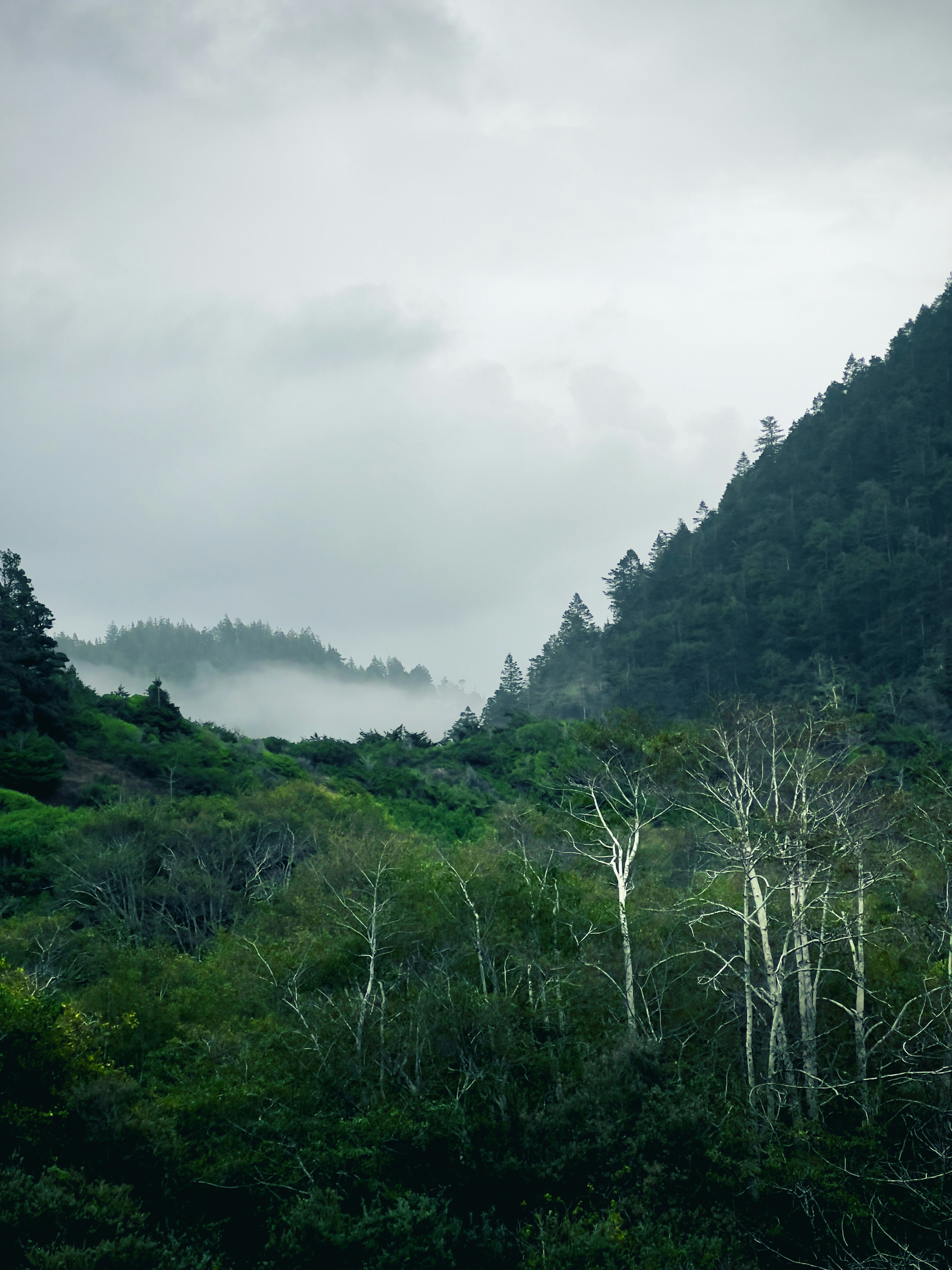 Misty forest landscape with bare trees in foreground