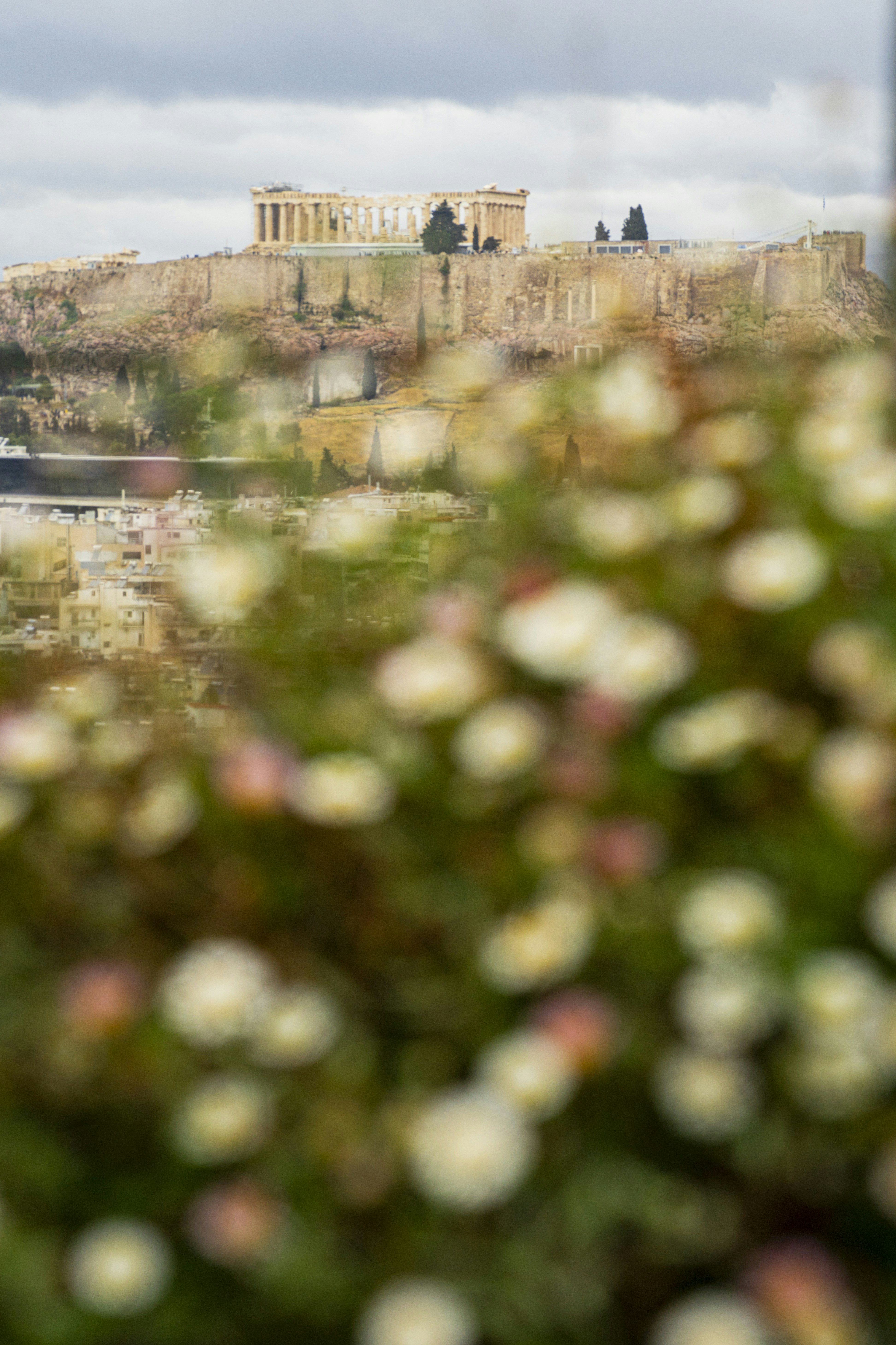 The Acropolis stands majestically in the background, framed by a soft blur of wildflowers in the foreground. A serene blend of history and nature.