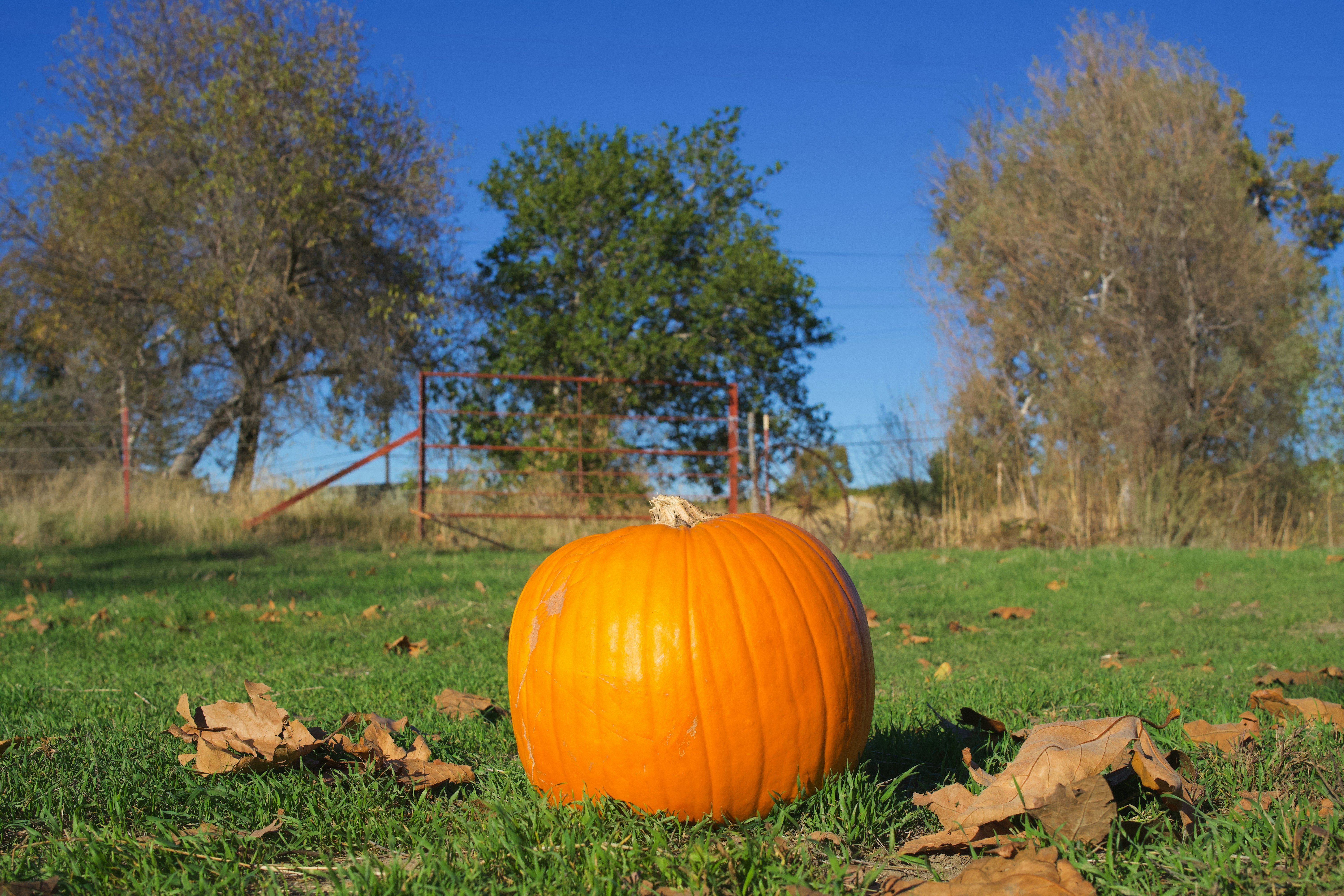 A single orange pumpkin sits on grassy field.