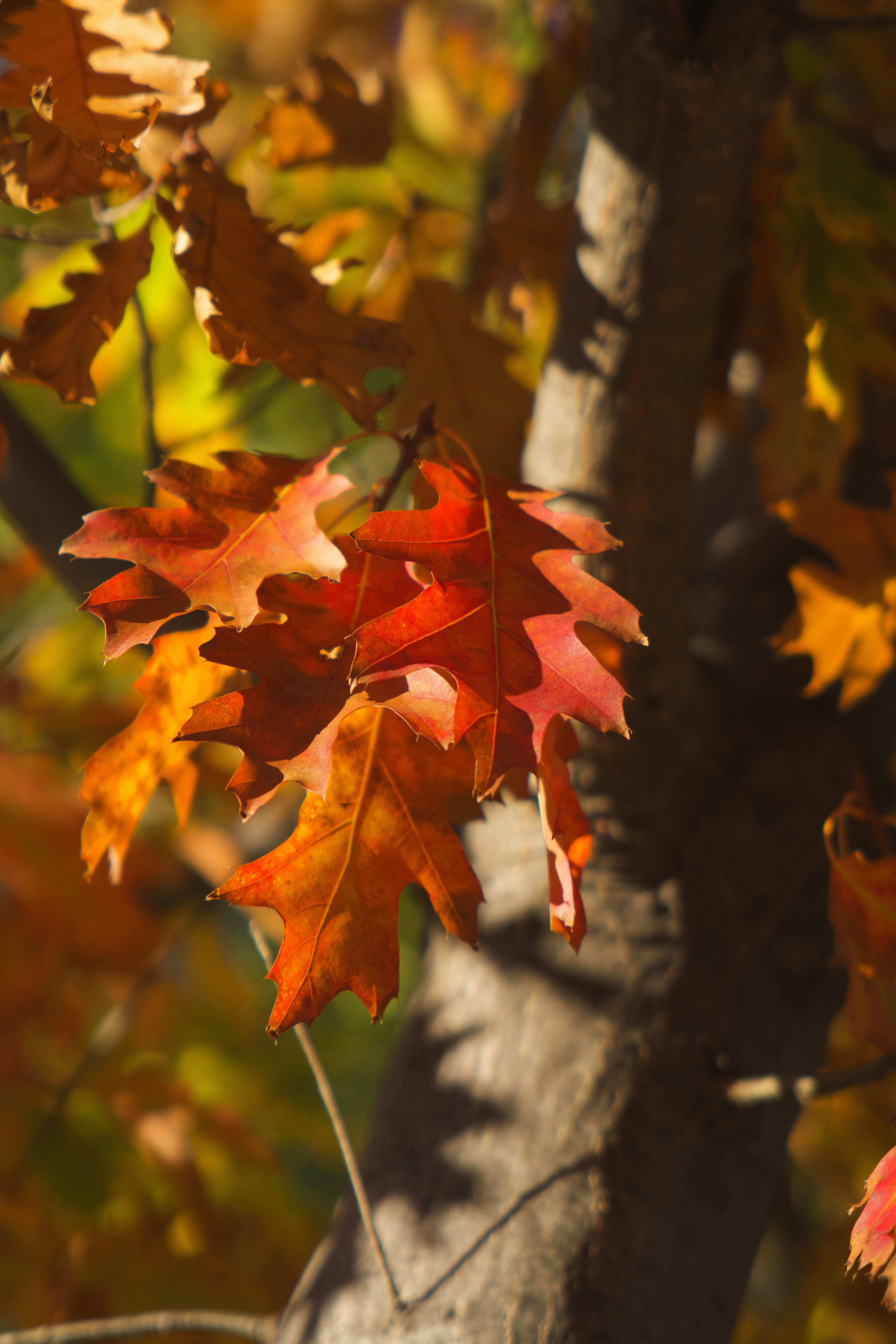 Vibrant red and orange oak leaves contrast against a blurred background of golden foliage, capturing the essence of autumn's transition.