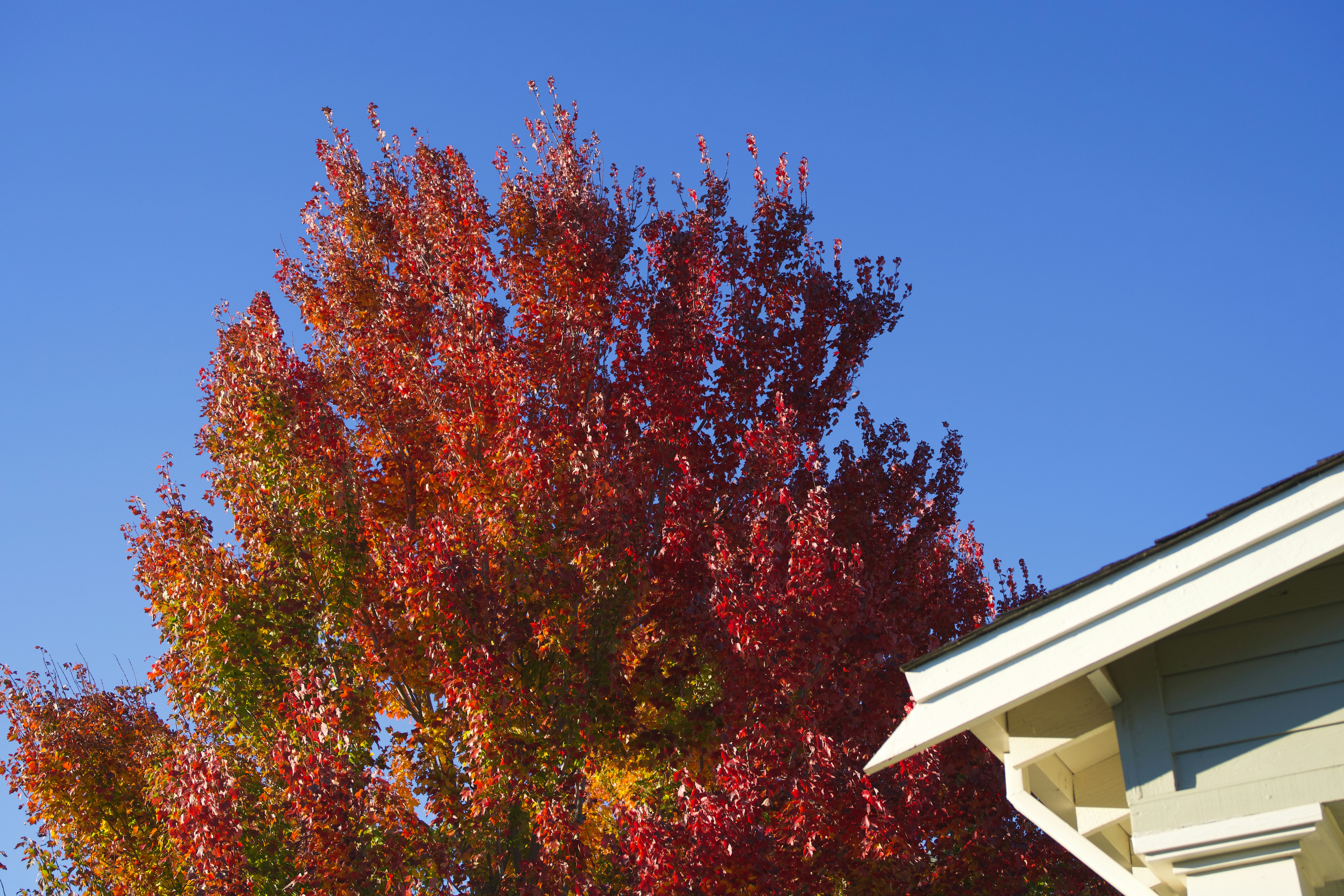 Bright red autumn tree against clear blue sky.