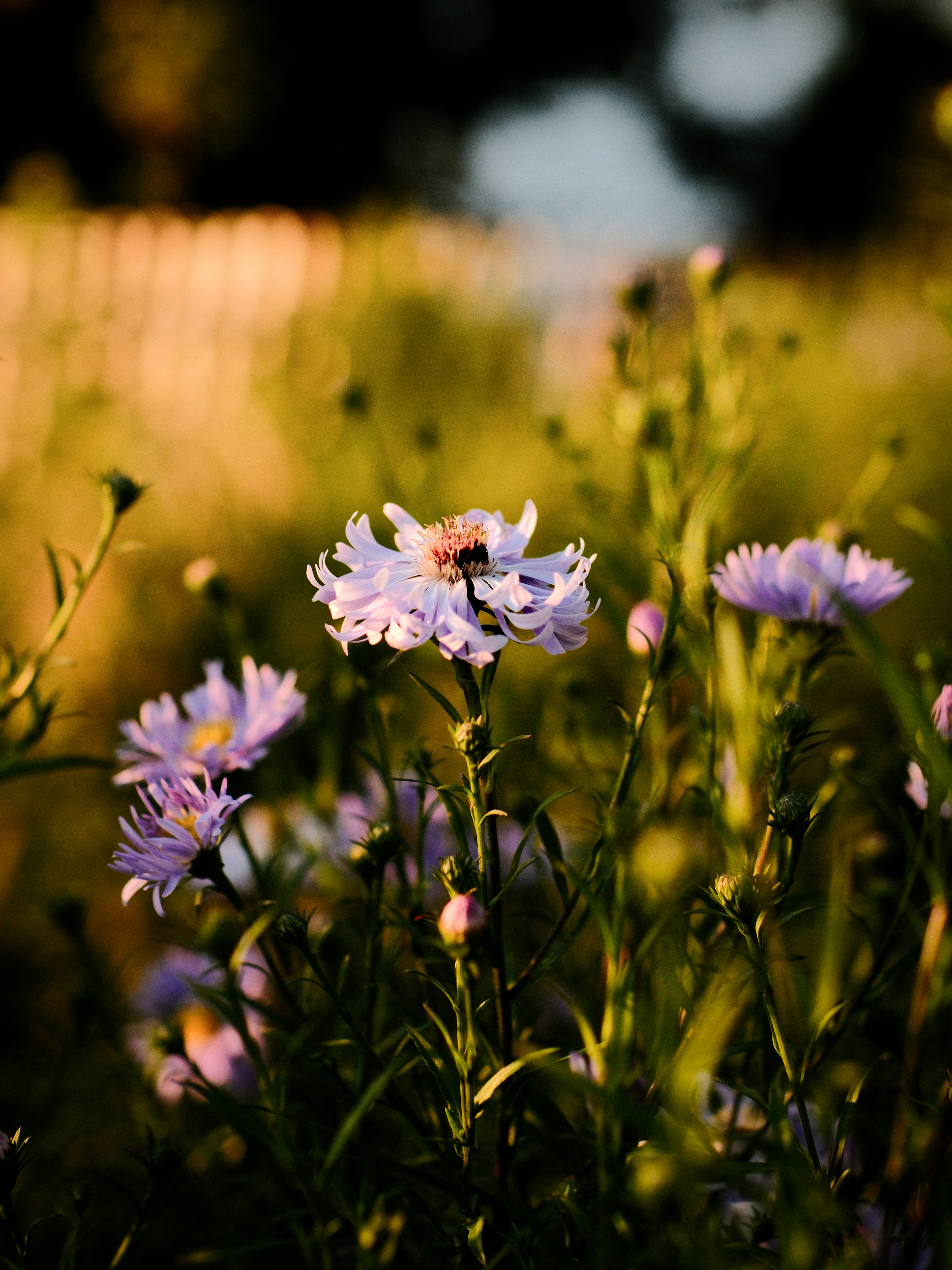Whispers of Bloom in the Golden Hour