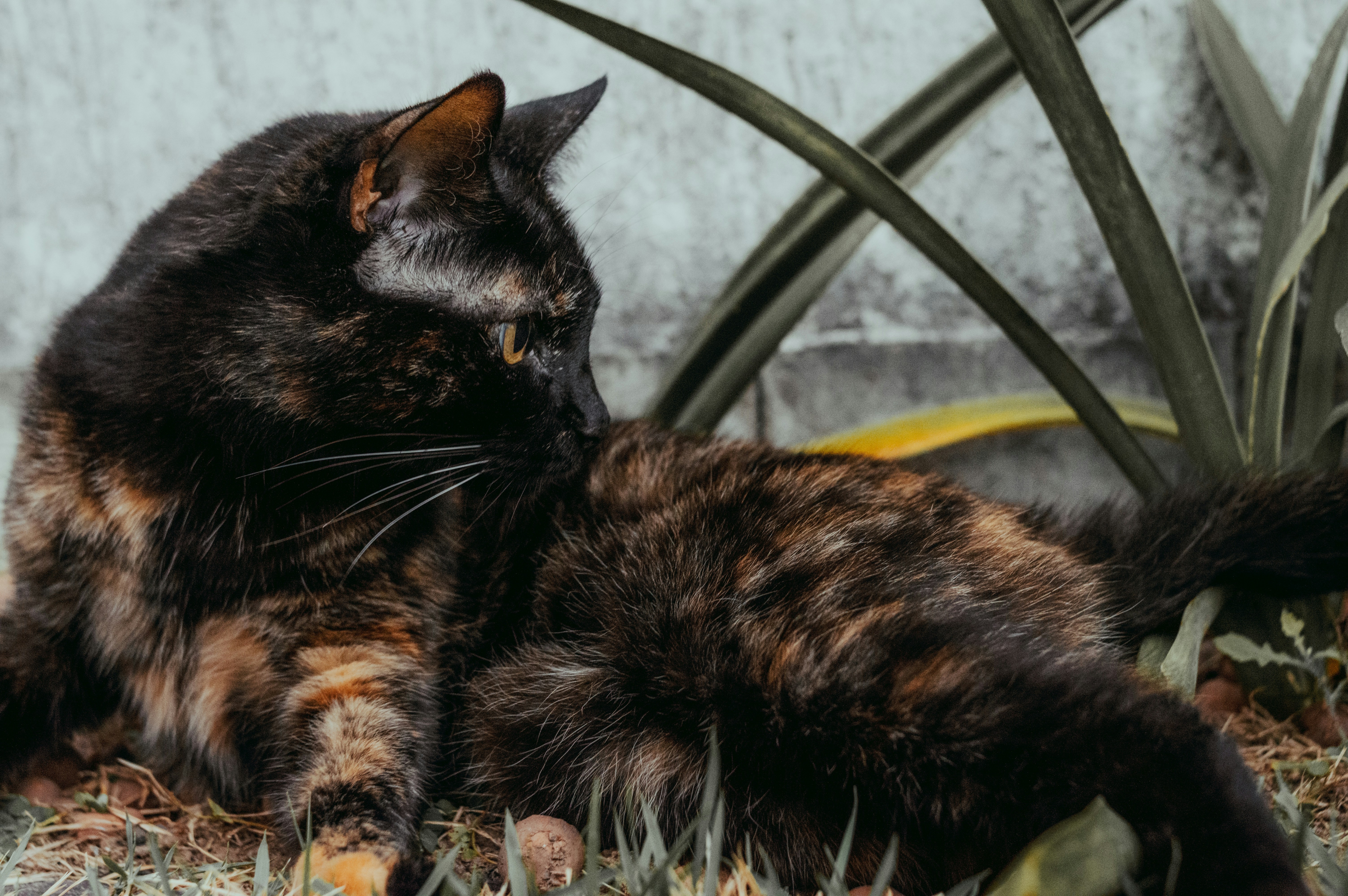 Whiskered Wanderer in a Lush Retreat