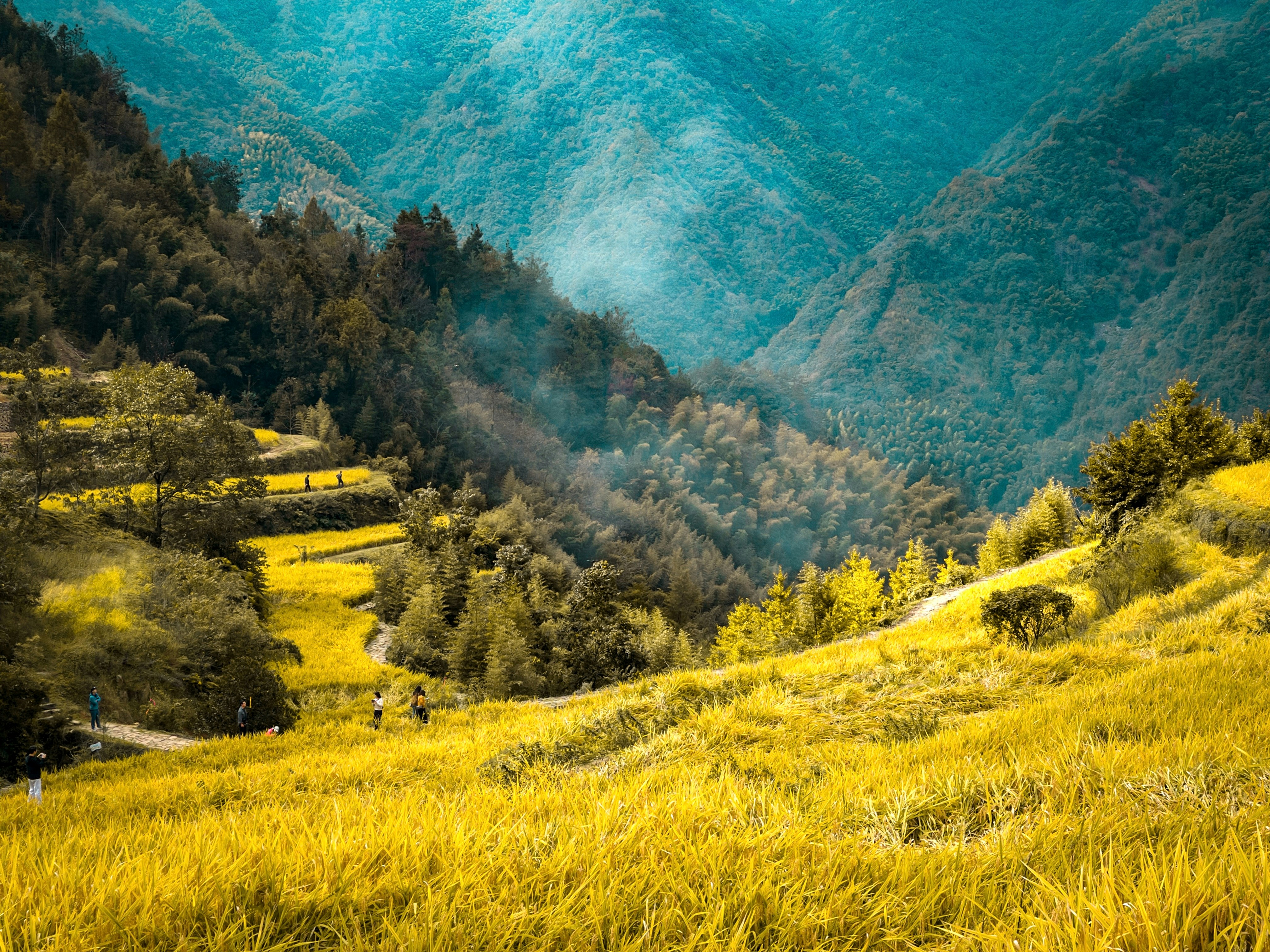 Terraced Goldfields Embrace a Misty Blue Valley