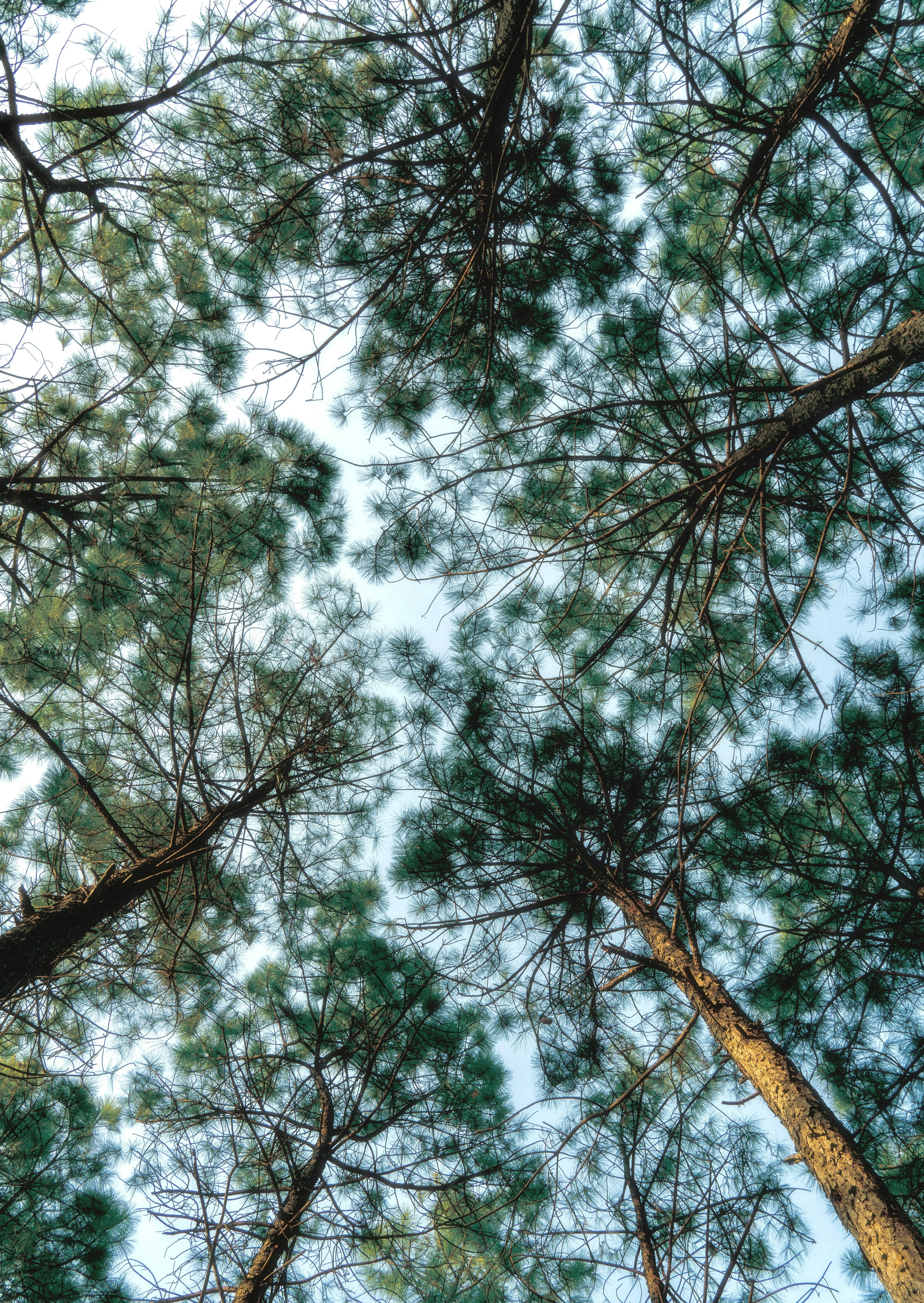 Looking up through tall pine trees towards the sky photo – Free Forest Image on Unsplash