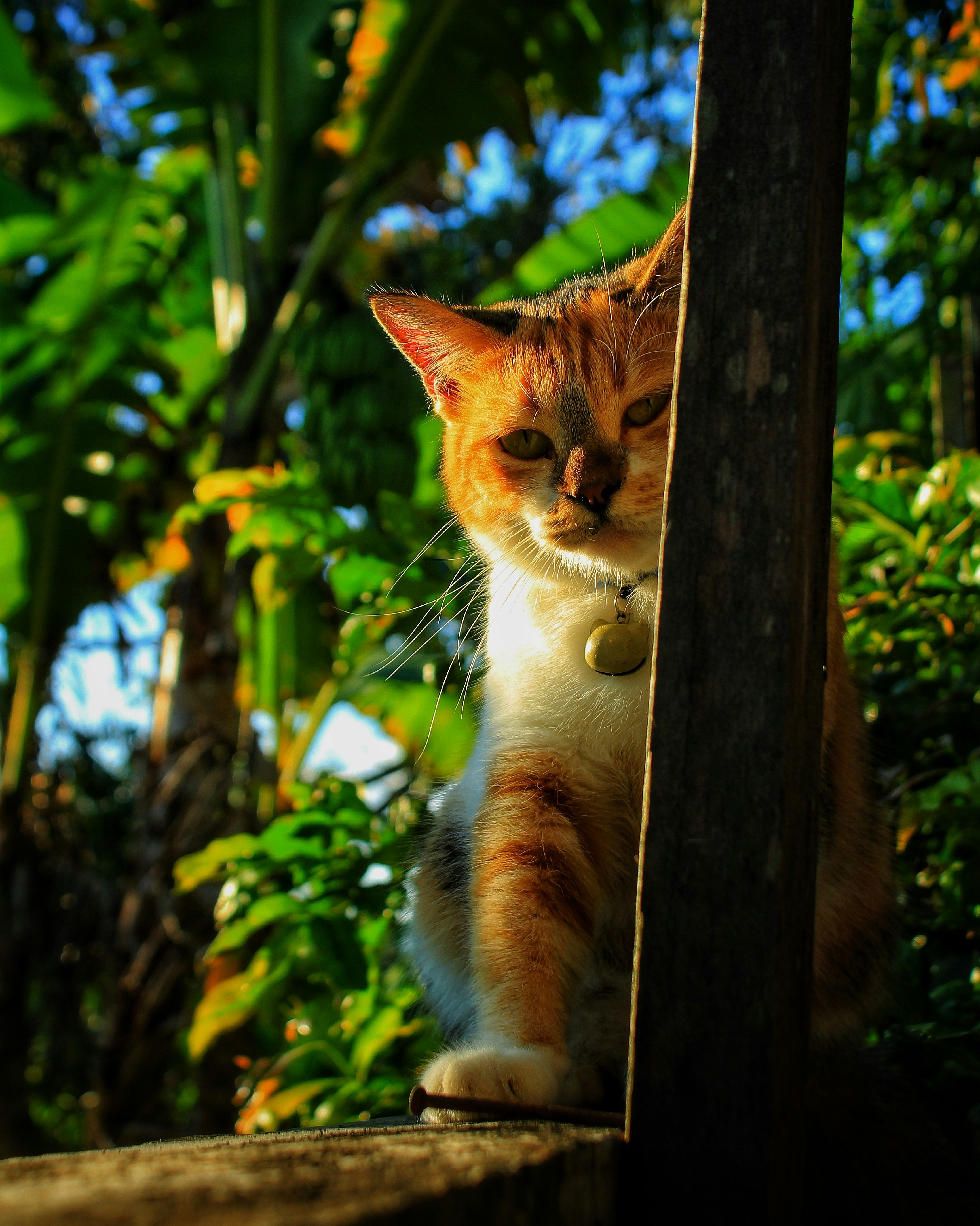 A ginger and white cat peeking from behind wood.