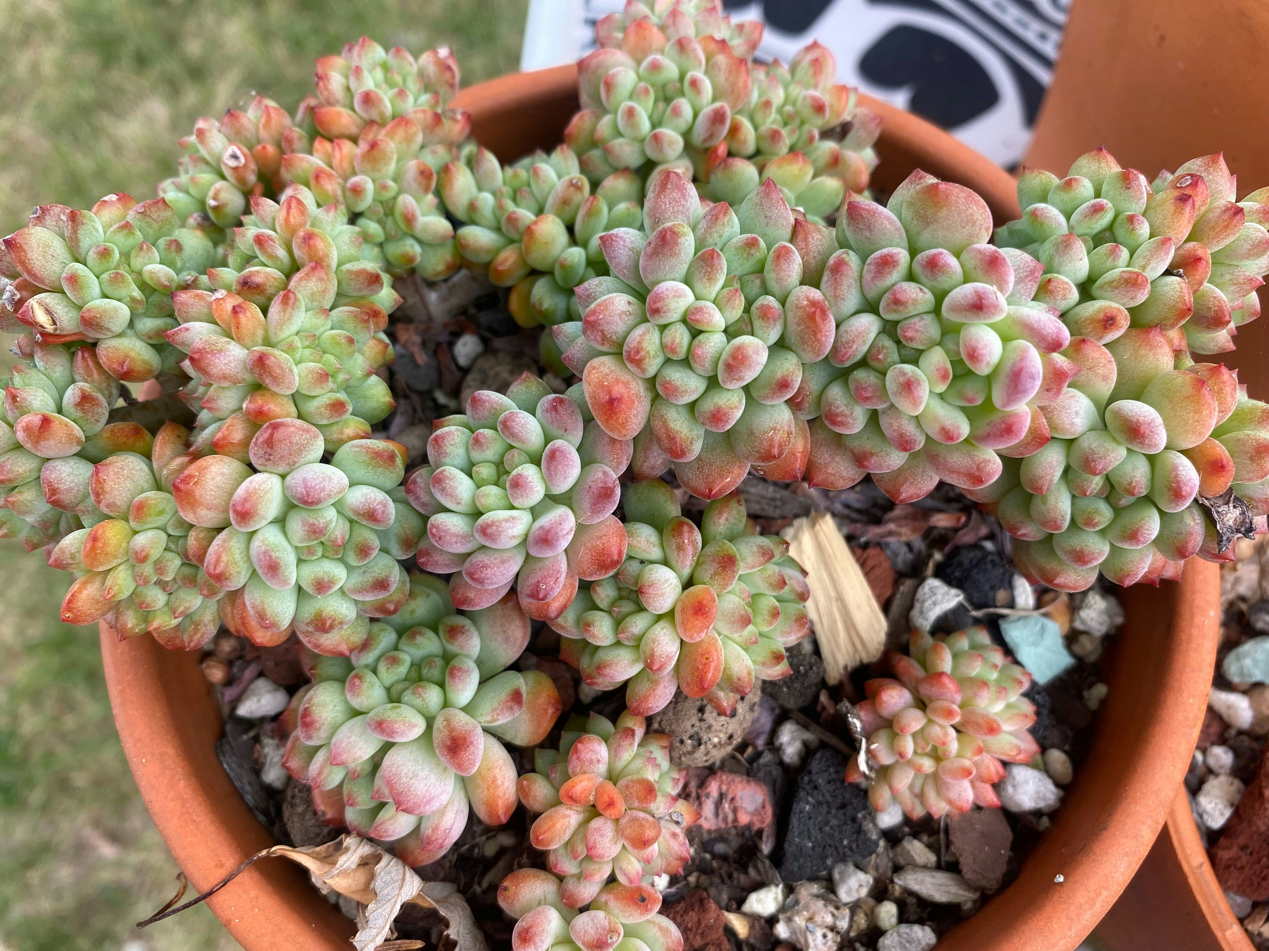 Succulent Harmony: Nature's Color Palette