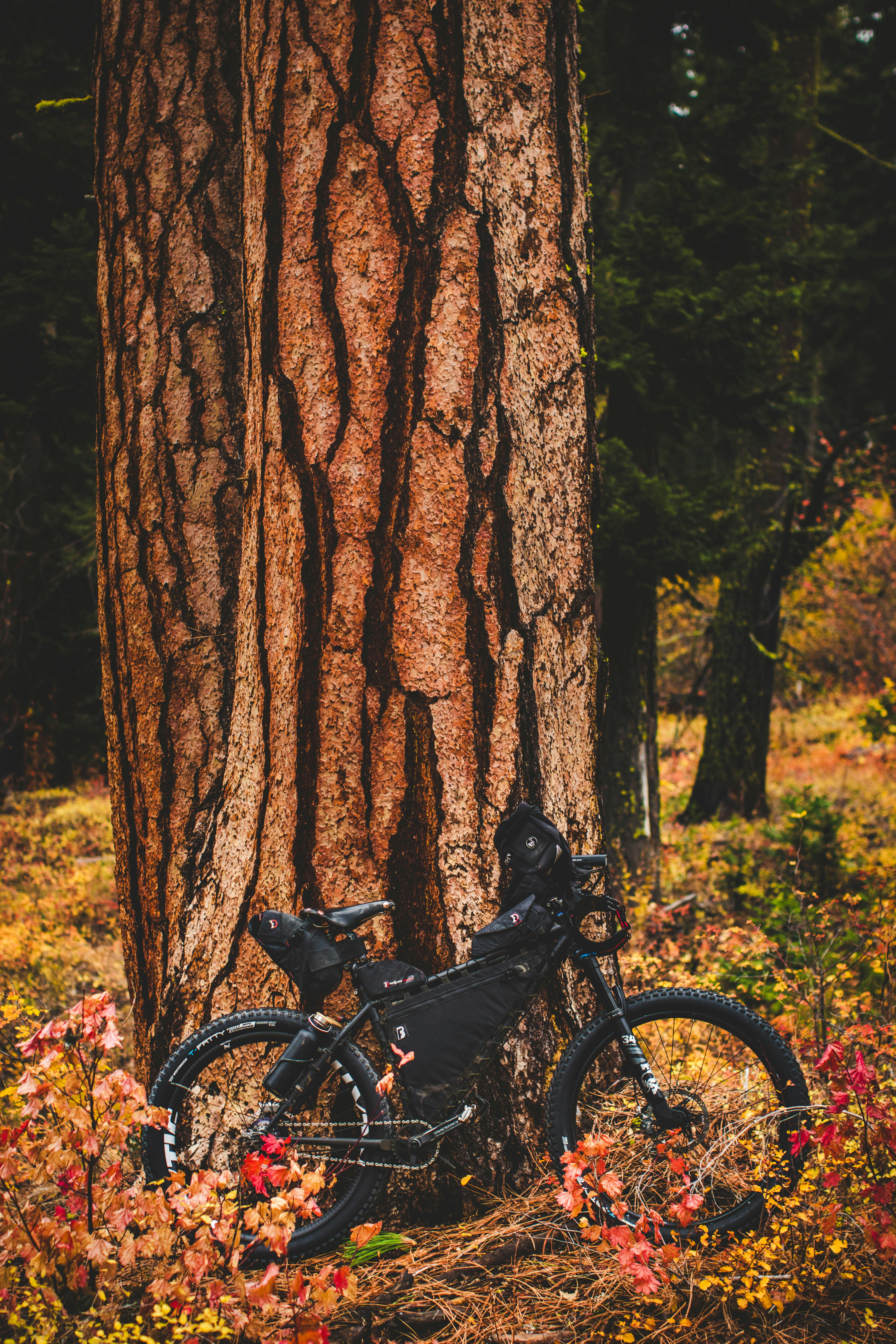Bike Resting at the Base of a Weathered Tree in Autumn Light