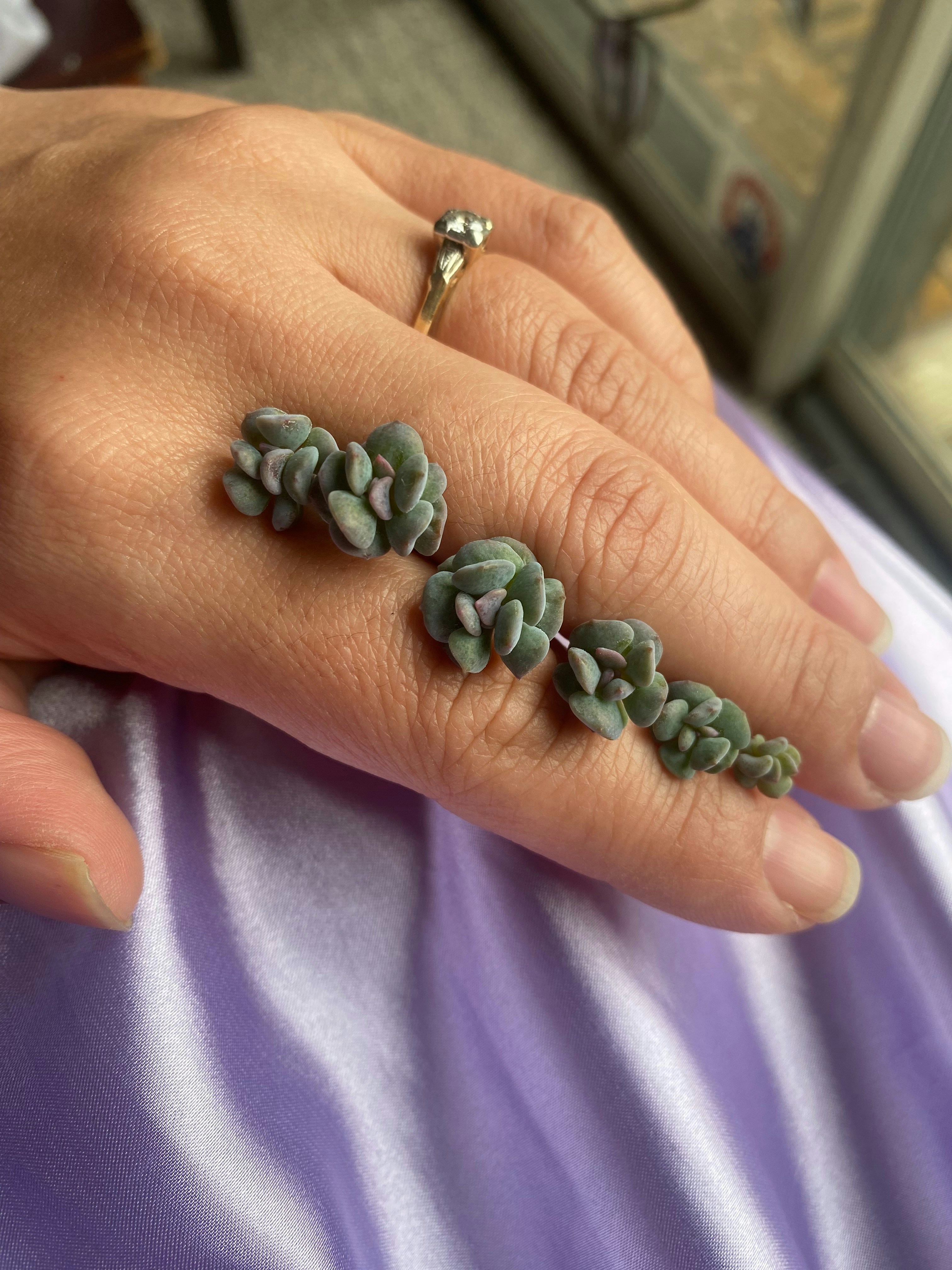 Succulent plants arranged artistically on a hand, showcasing their unique shapes and colors. The soft purple fabric beneath adds a gentle contrast.