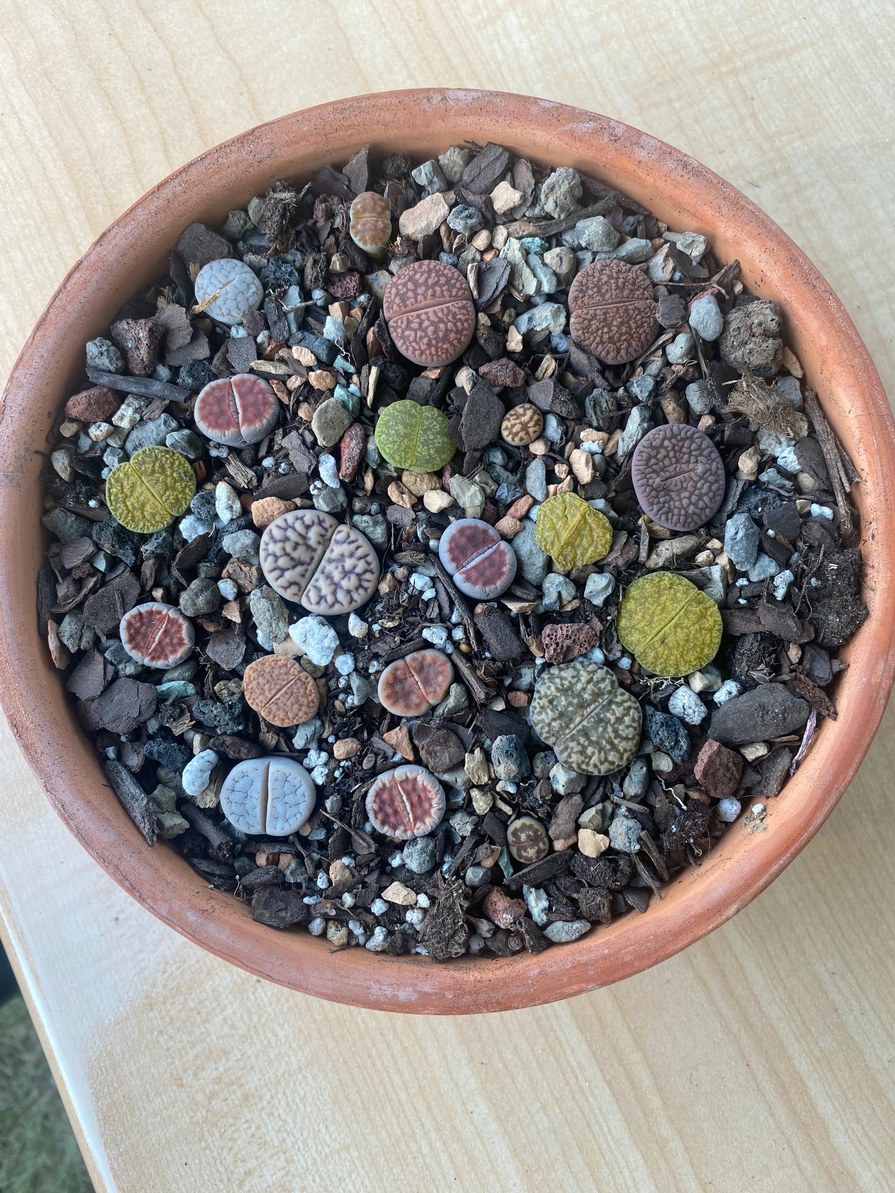 A Mosaic of Nature: The Unique World of Lithops
