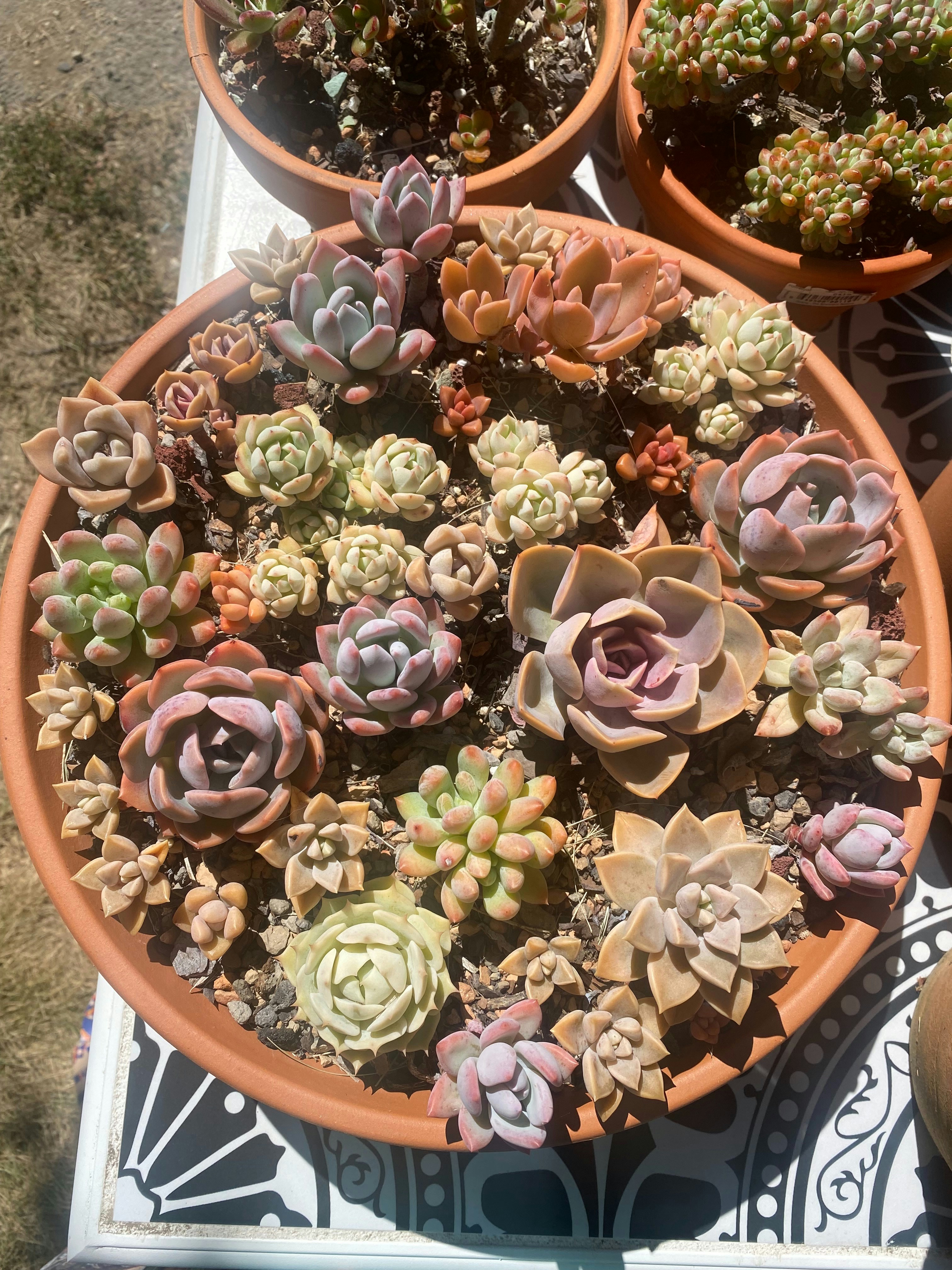 A Symphony of Succulent Diversity
