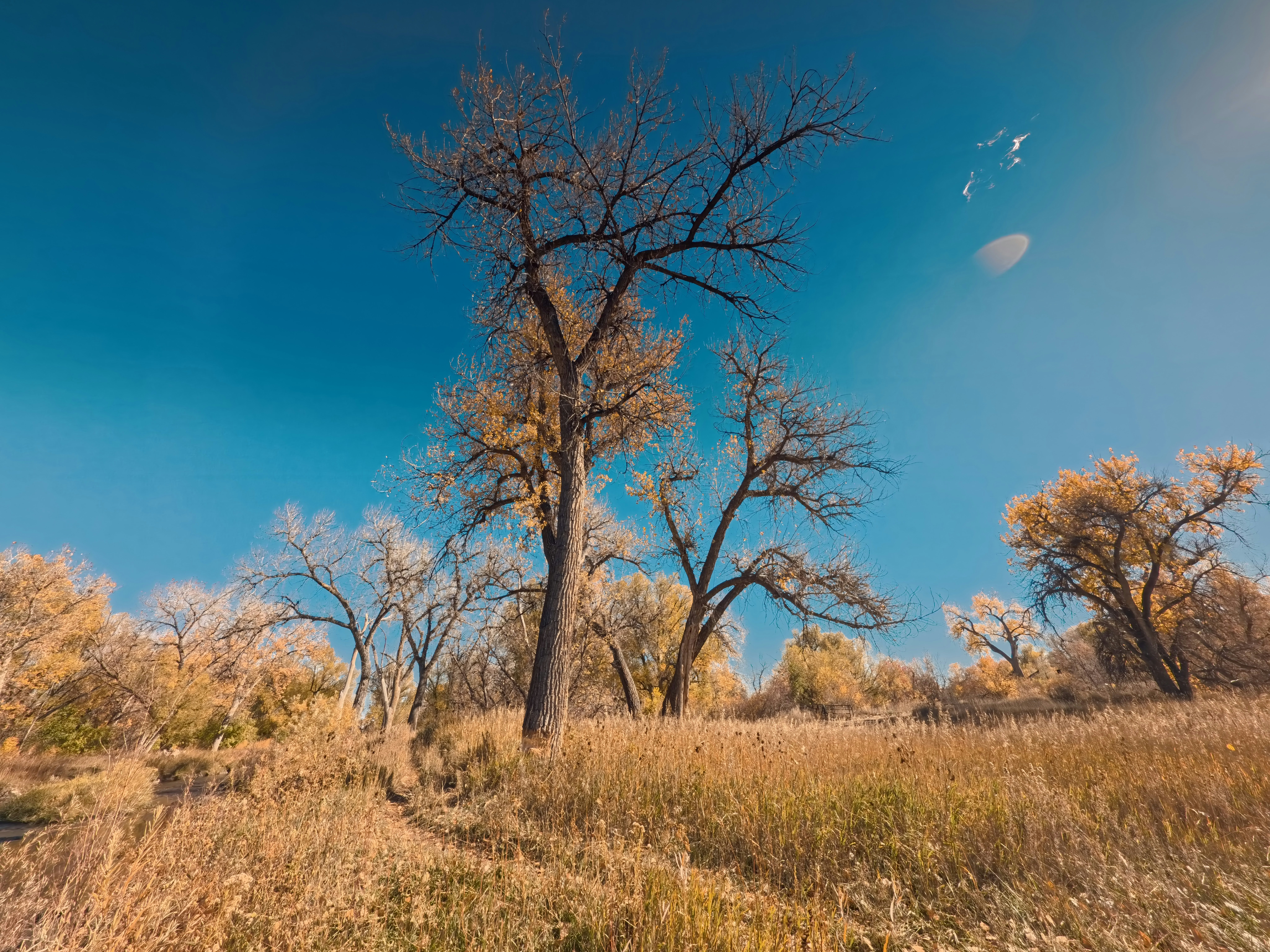 A serene landscape featuring tall trees adorned with golden leaves, set against a clear blue sky. The winding path invites exploration through the tranquil autumn scenery.